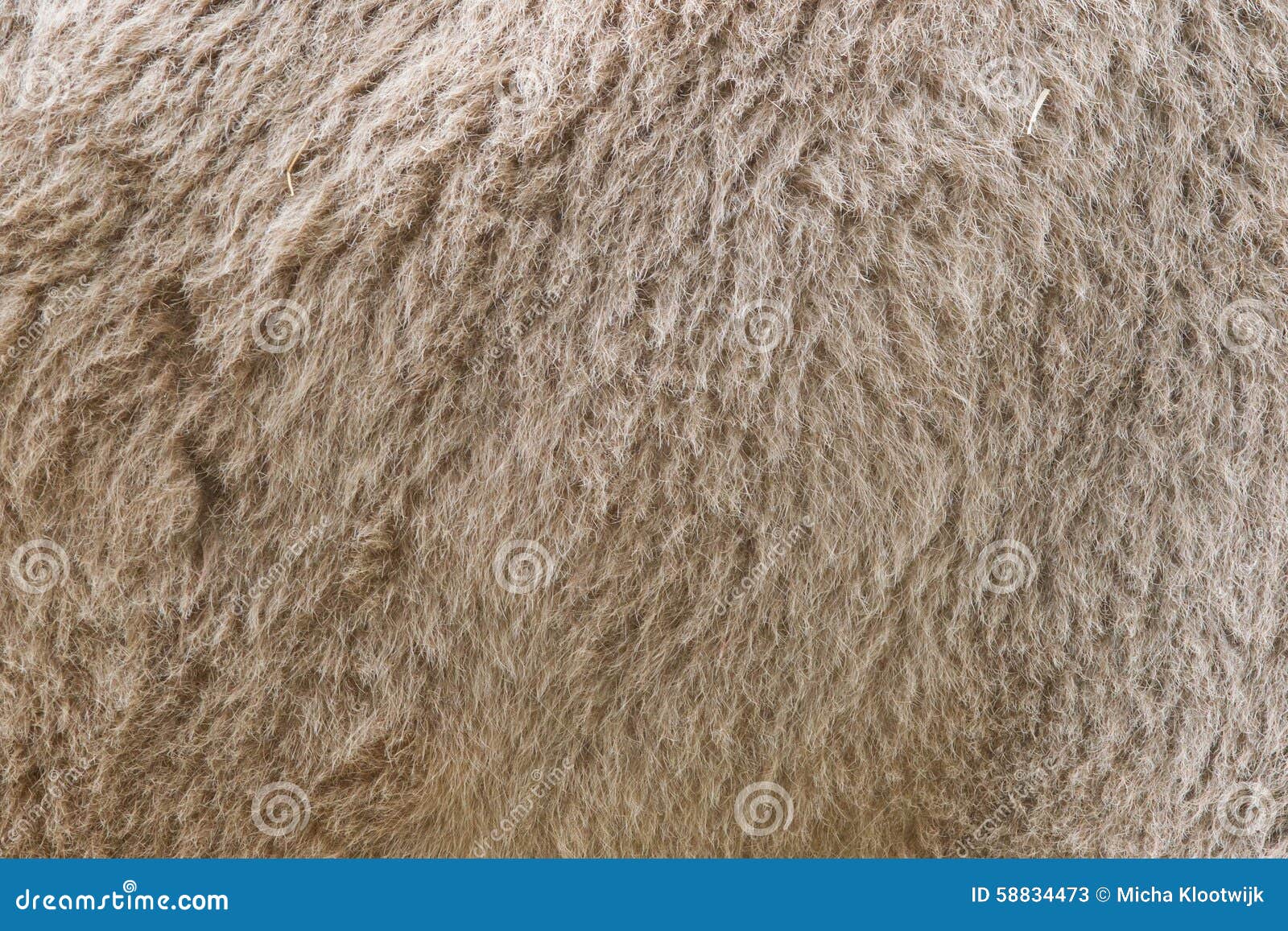 Camel fur stock image. Image of swatch, wild, skin, horse - 58834473