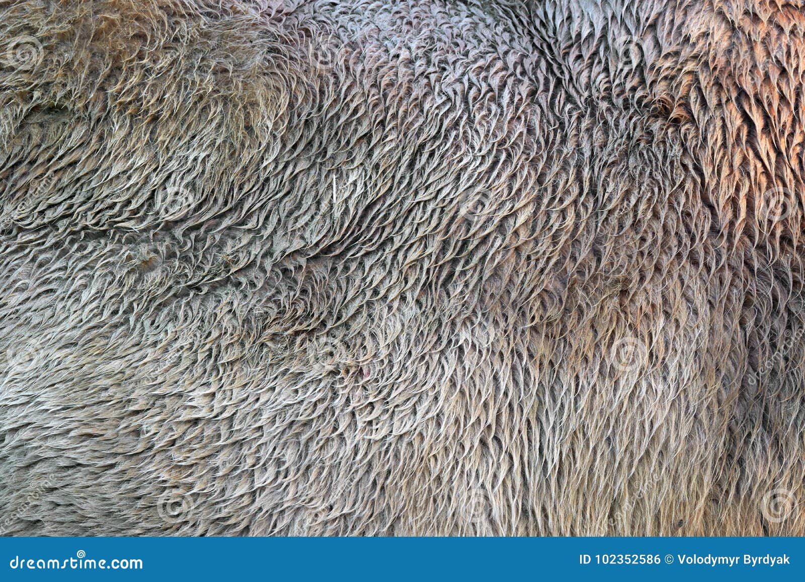 Camel fur texture stock photo. Image of textured, hair - 102352586