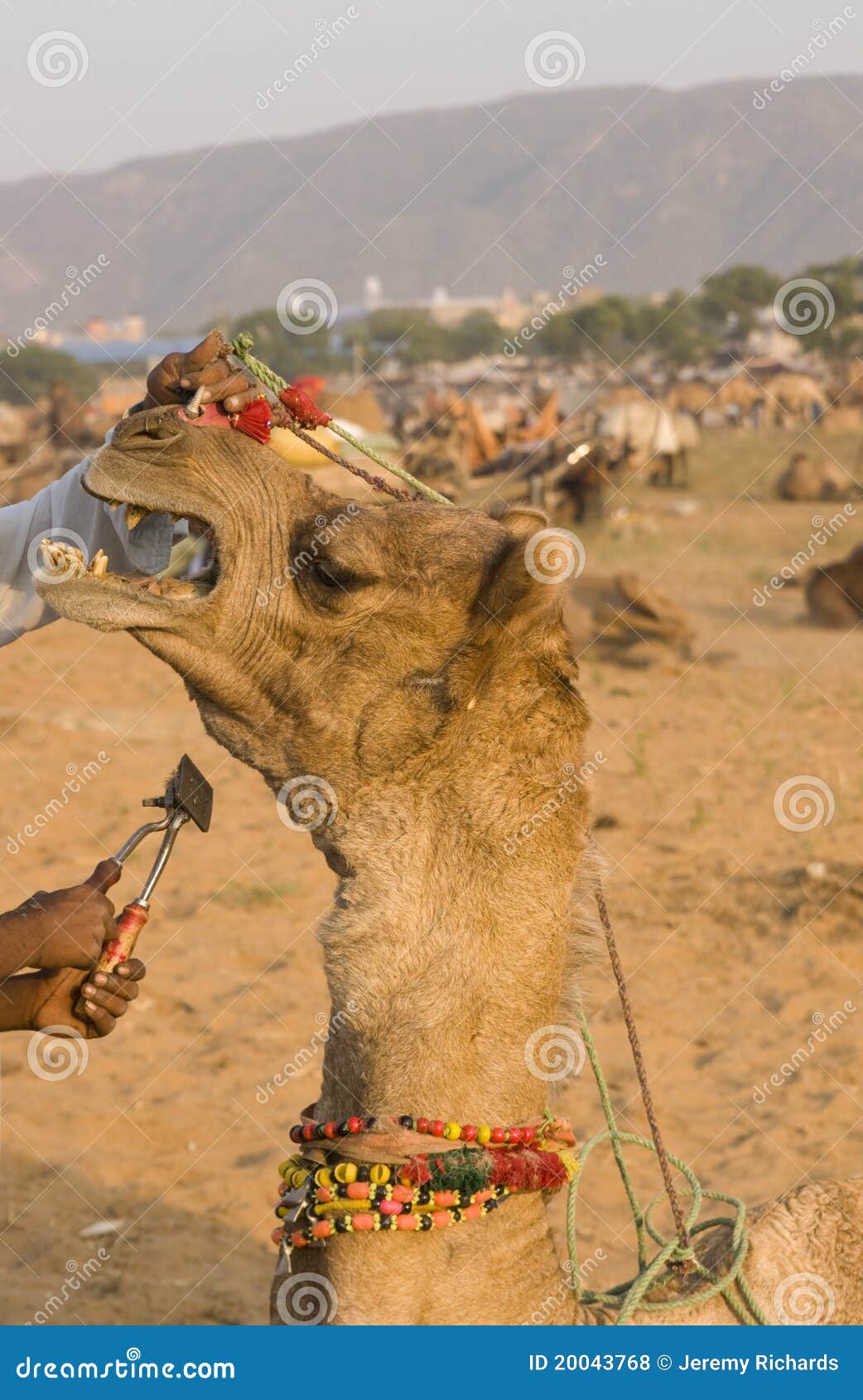 Camel Gets Beauty Treatment Stock Photo - Image of trim, necklace: 20043768