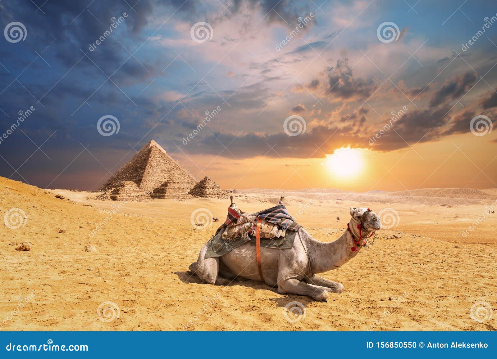 A Camel In Giza Desert With Famous Pyramids In The Background, Egypt ...