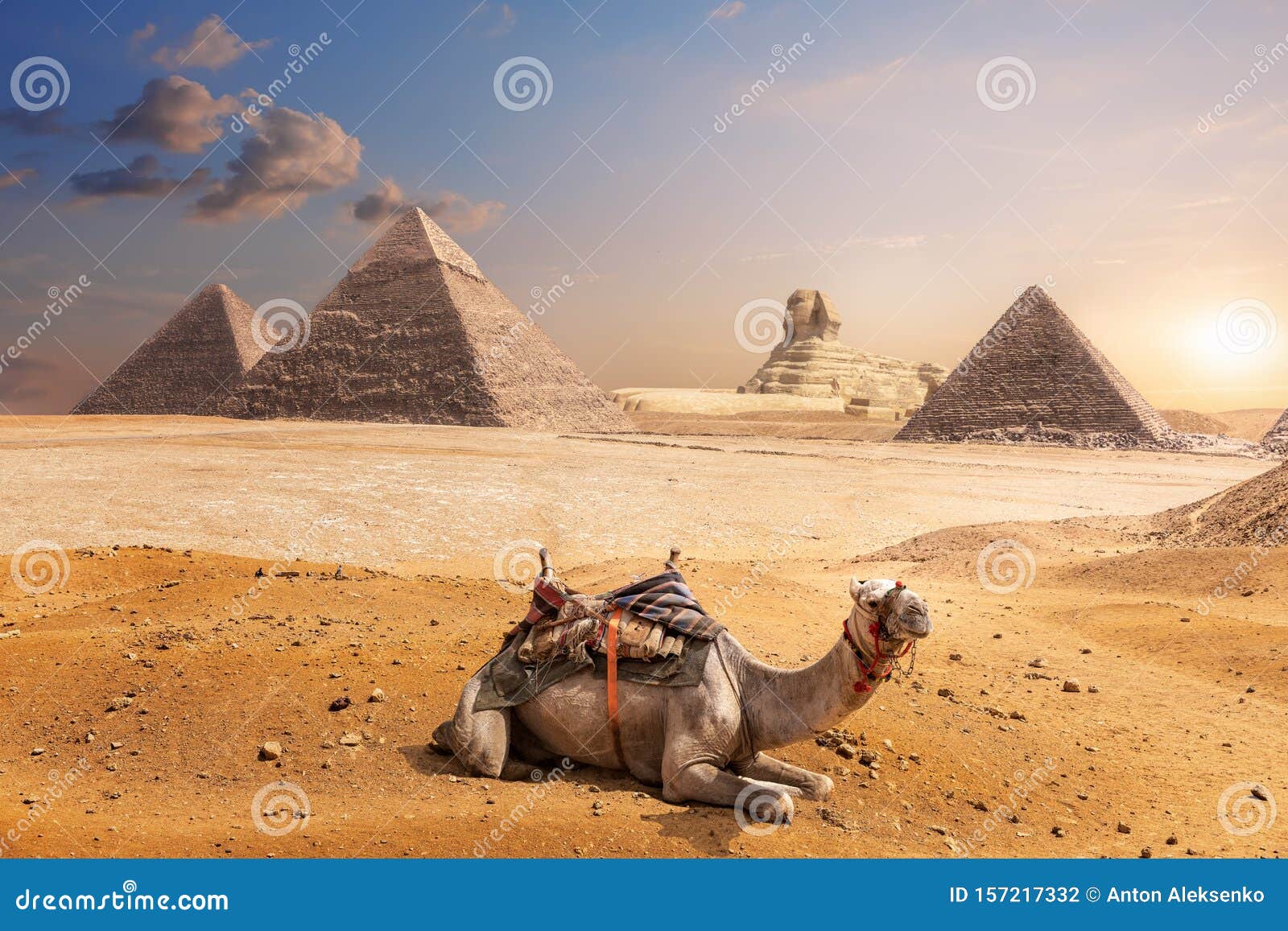 A Camel In Giza Desert With Famous Pyramids In The Background, Egypt ...