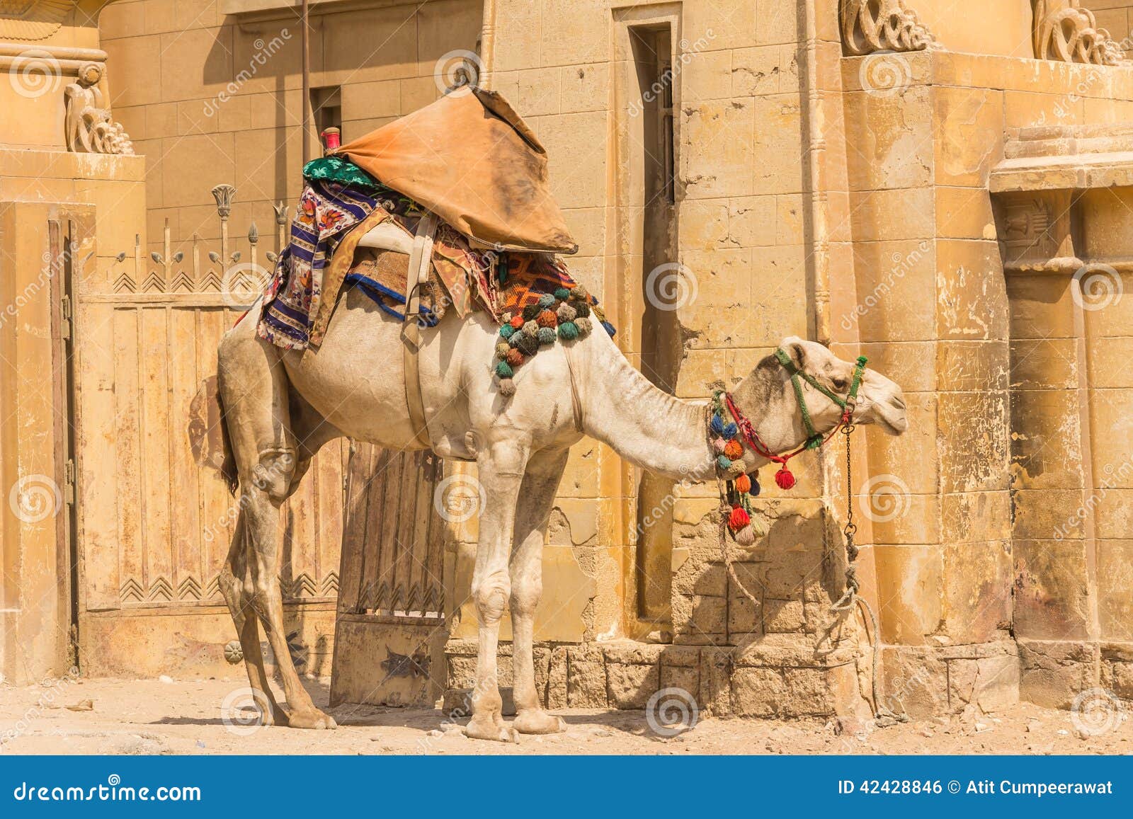 Camel at Giza Pyramid , Cairo in Egypt Stock Photo - Image of exterior ...