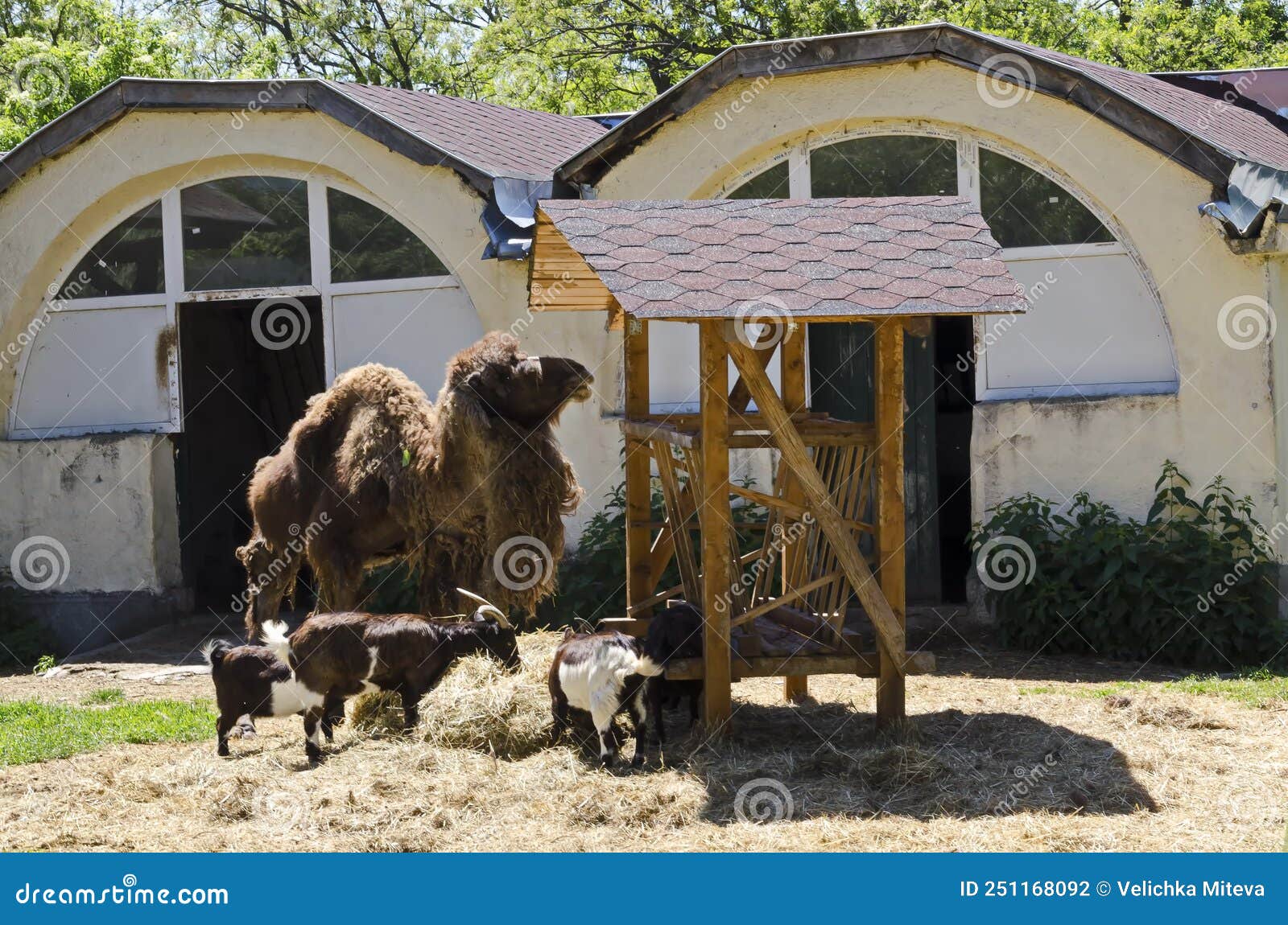 Camel and Goats Feed in the Farm Yard Stock Photo - Image of group ...
