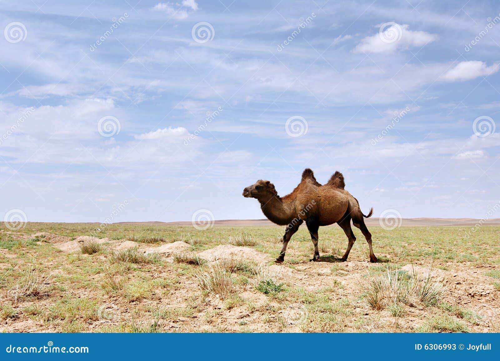 Camel in the Gobi desert stock image. Image of mongolia - 6306993