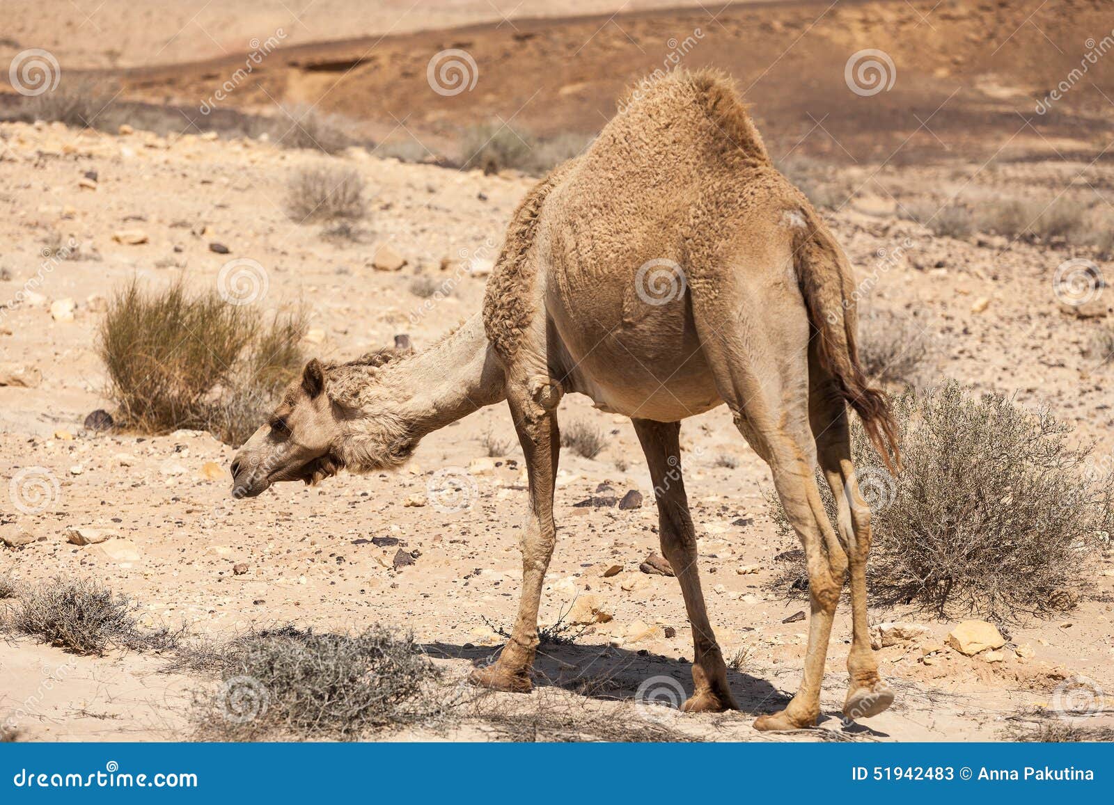 Camel Going through the Desert Stock Image - Image of hump, israel ...