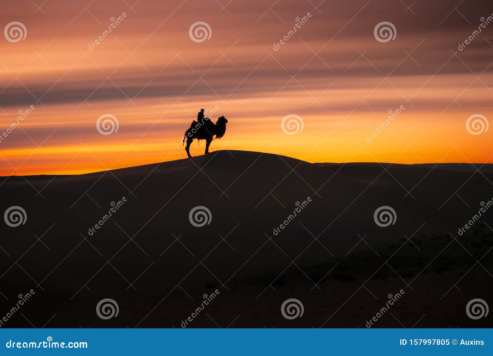 Camel Going through the Sand Dunes on Sunrise, Gobi Desert Mongolia ...