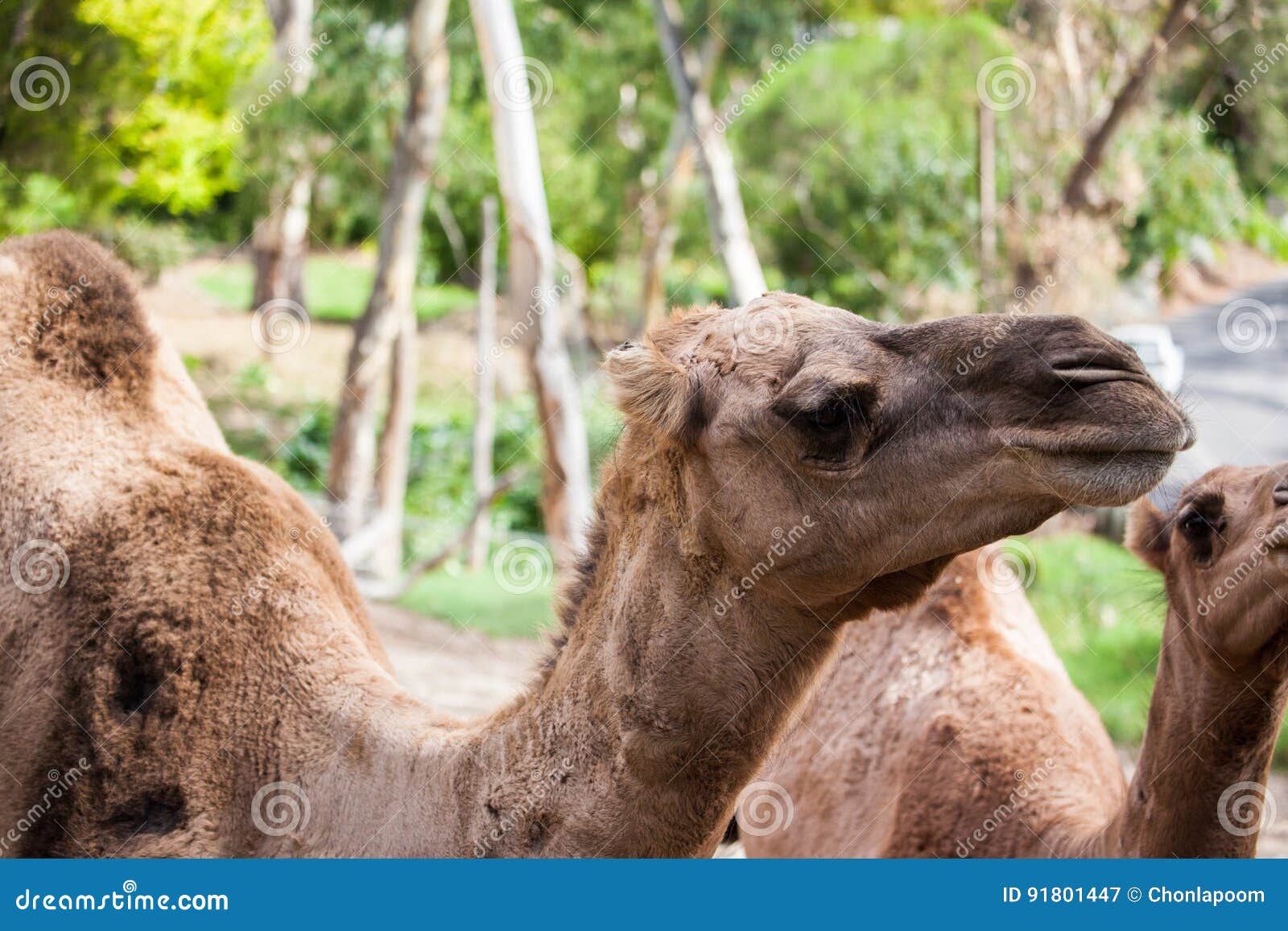 Camel stock image. Image of dromedary, bedouin, background - 91801447