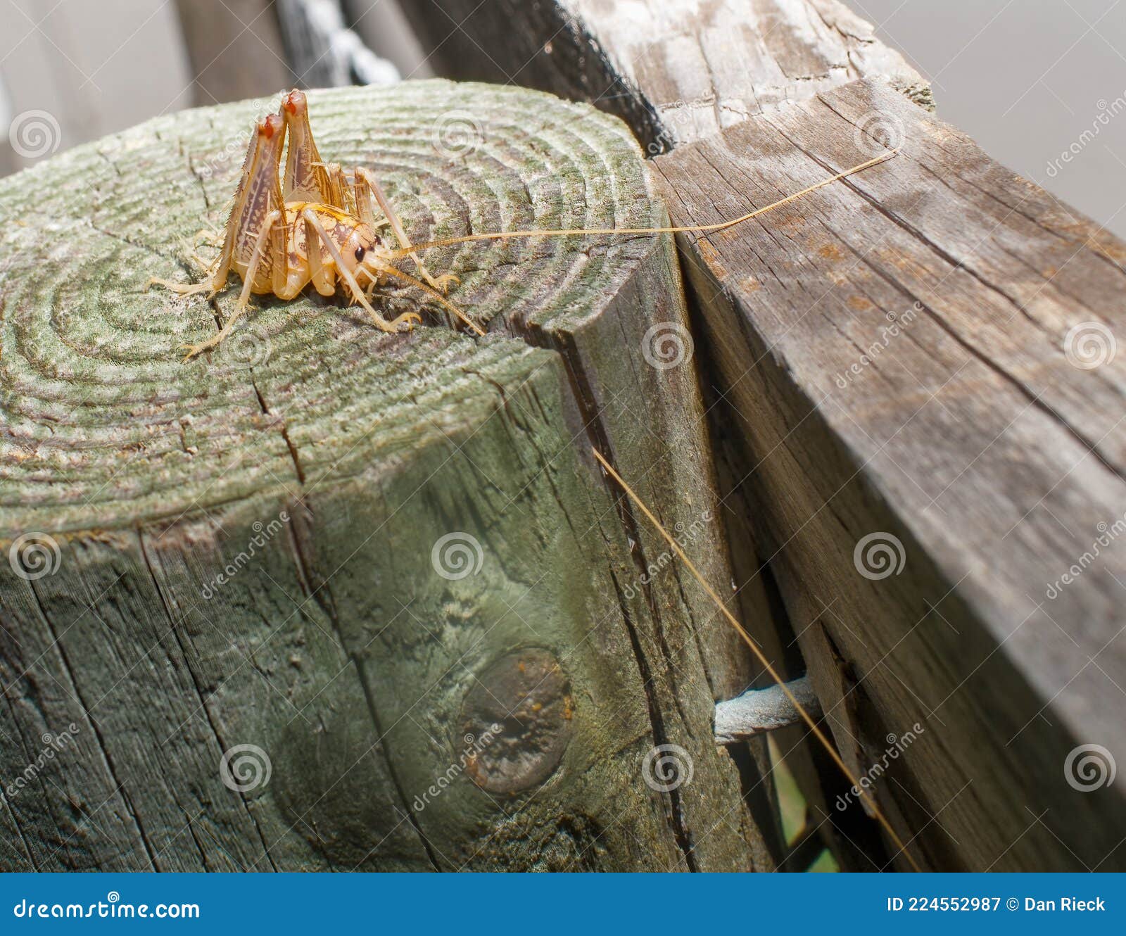 Camel or Gopher Crickets Ceuthophilus Latibuli and C. Walkeri Stock ...