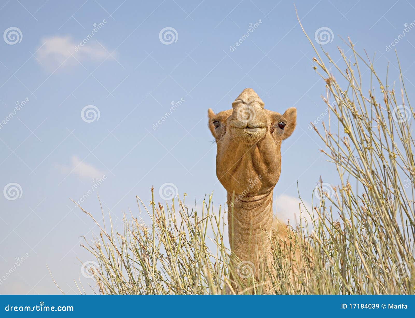 Camel in the grass stock image. Image of mammal, eating - 17184039