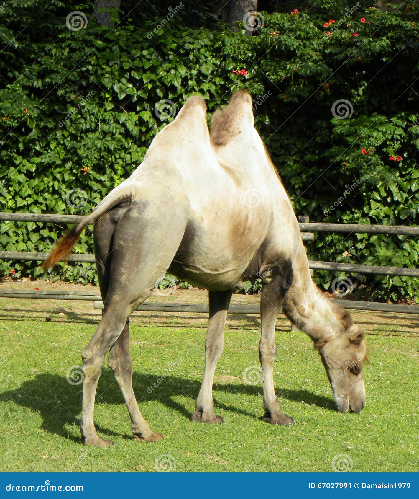 Camel stock image. Image of ride, furry, camel, broome - 67027991