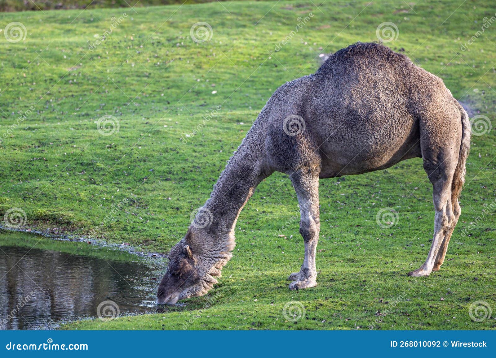 Camel on a Grassy Meadow Drinking Water from a Pond Stock Photo - Image ...