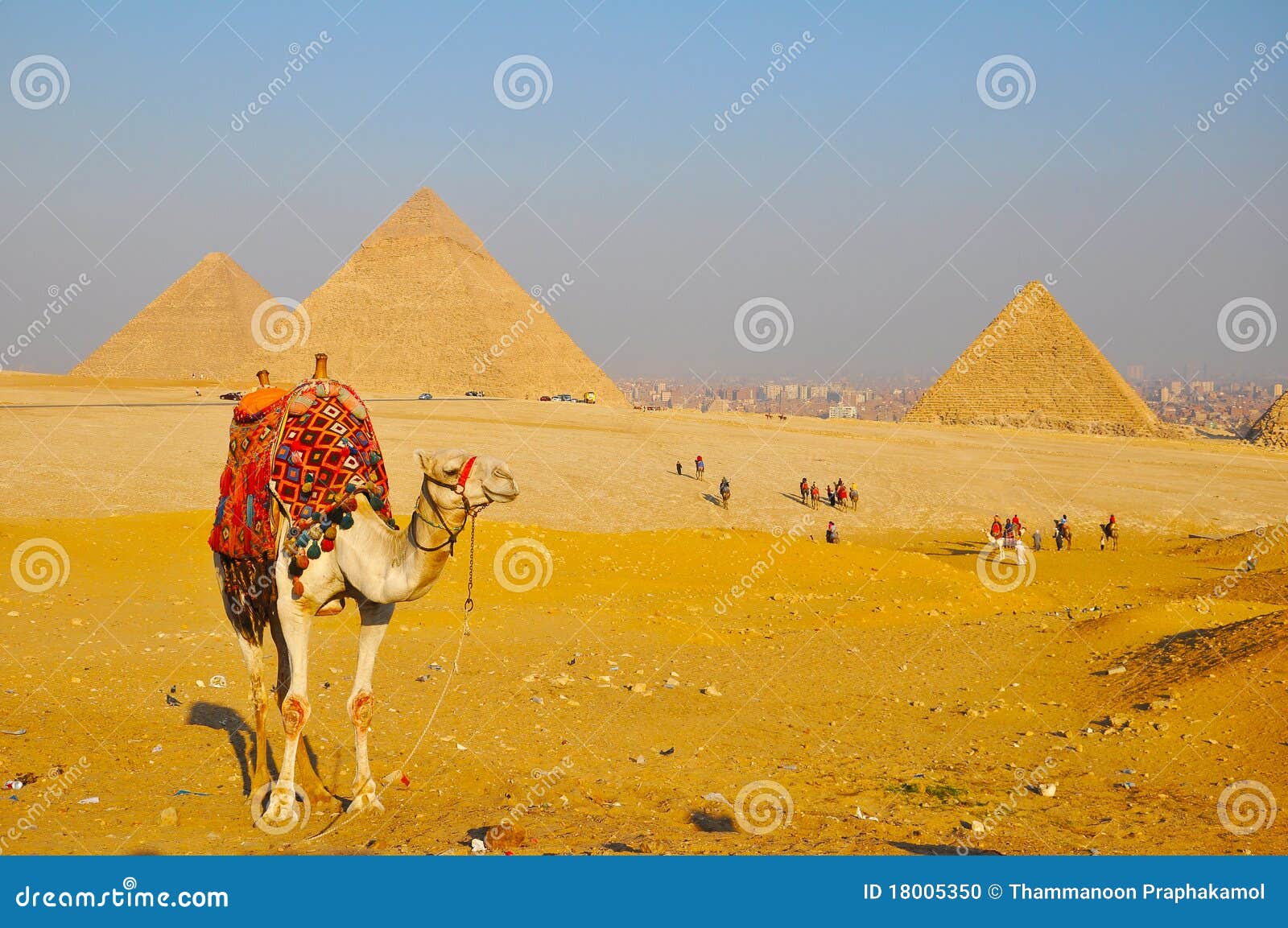 Camel and Great Pyramid of Giza Stock Photo - Image of necropolis ...