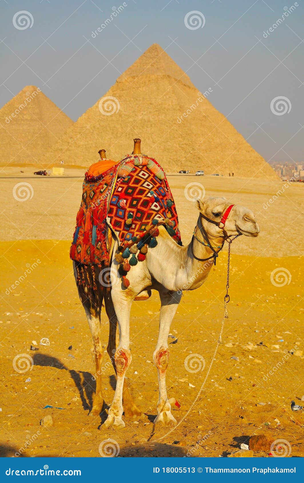 Camel and Great Pyramid of Giza Stock Image - Image of historic, famous ...