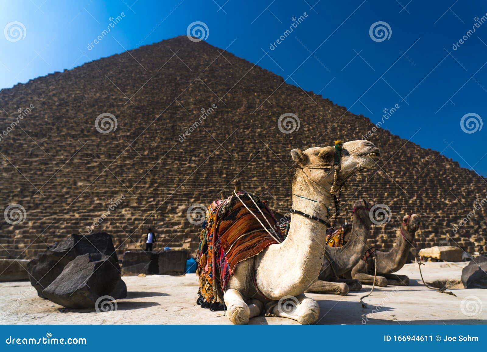 Camel and Great Pyramids of Giza, Cairo, Egypt Stock Image - Image of ...