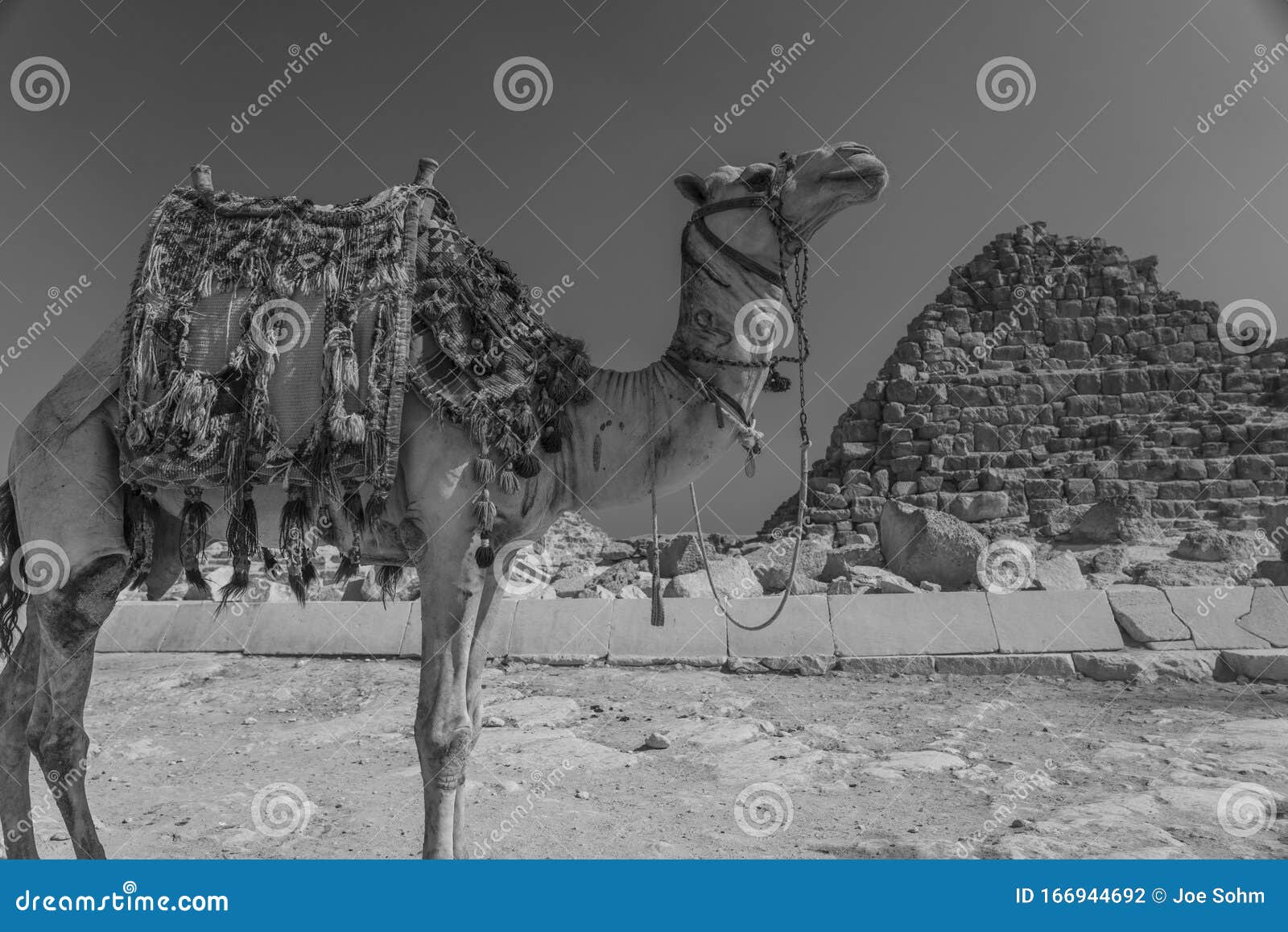Camel and Great Pyramids of Giza, Cairo, Egypt Stock Photo - Image of ...