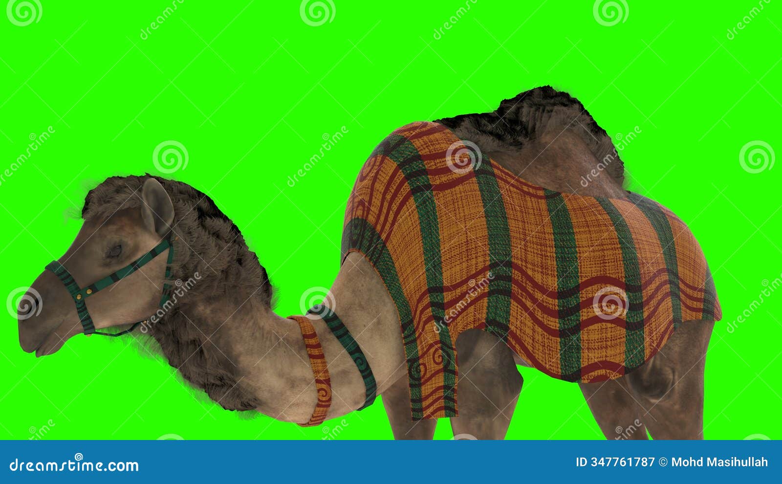 Camel with Green Background Editorial Photography - Image of dromedary ...