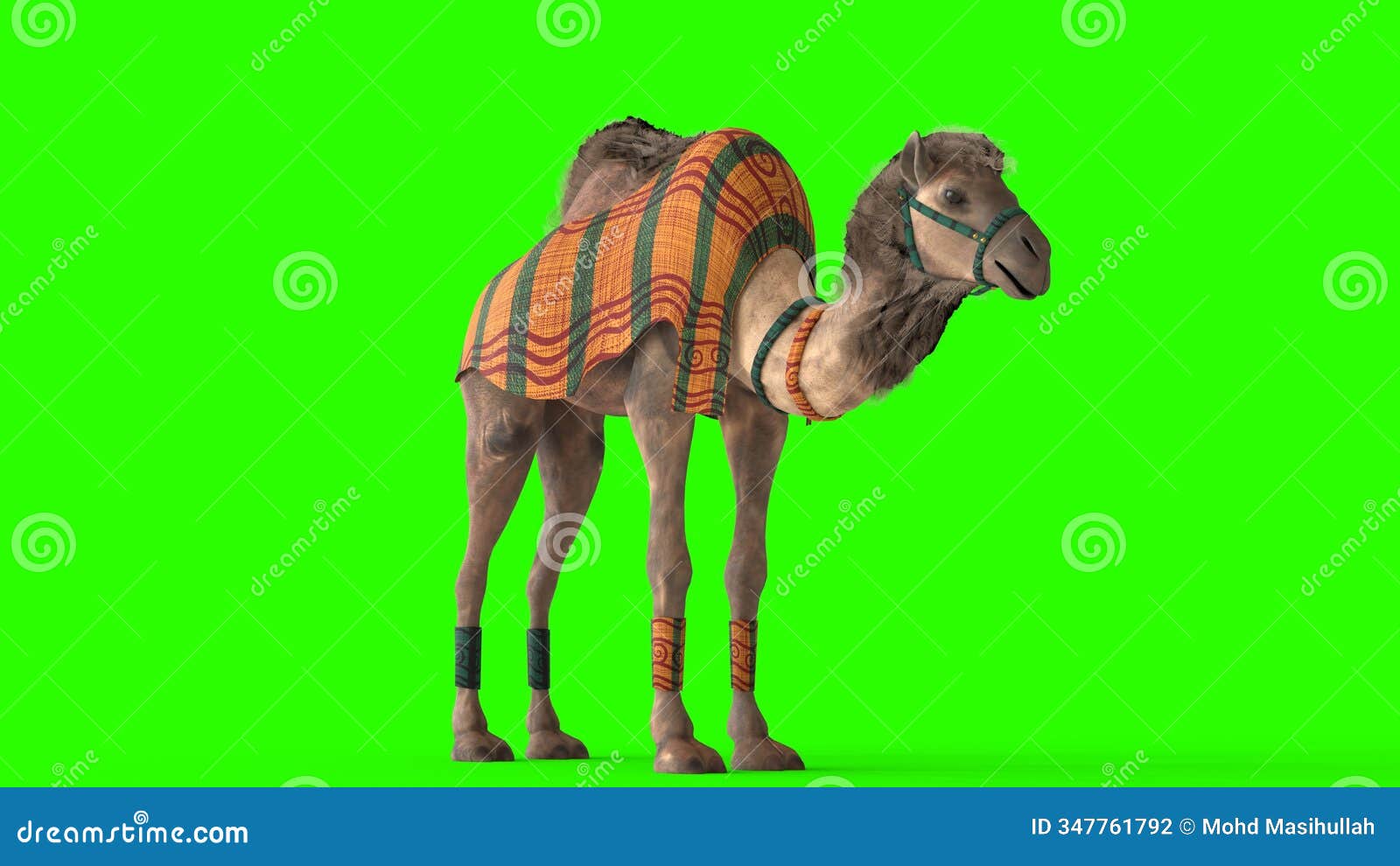 Camel with Green Background Editorial Photography - Image of animals ...