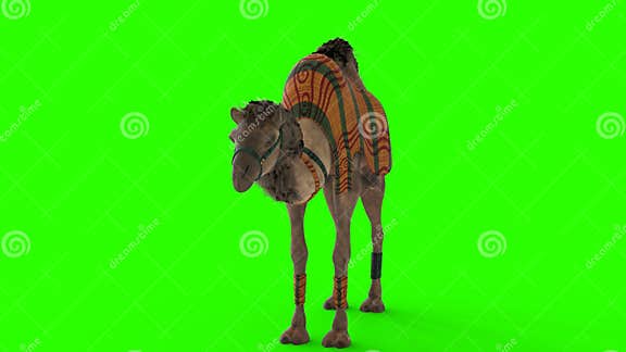 Camel with Green Background Editorial Photography - Image of animals ...