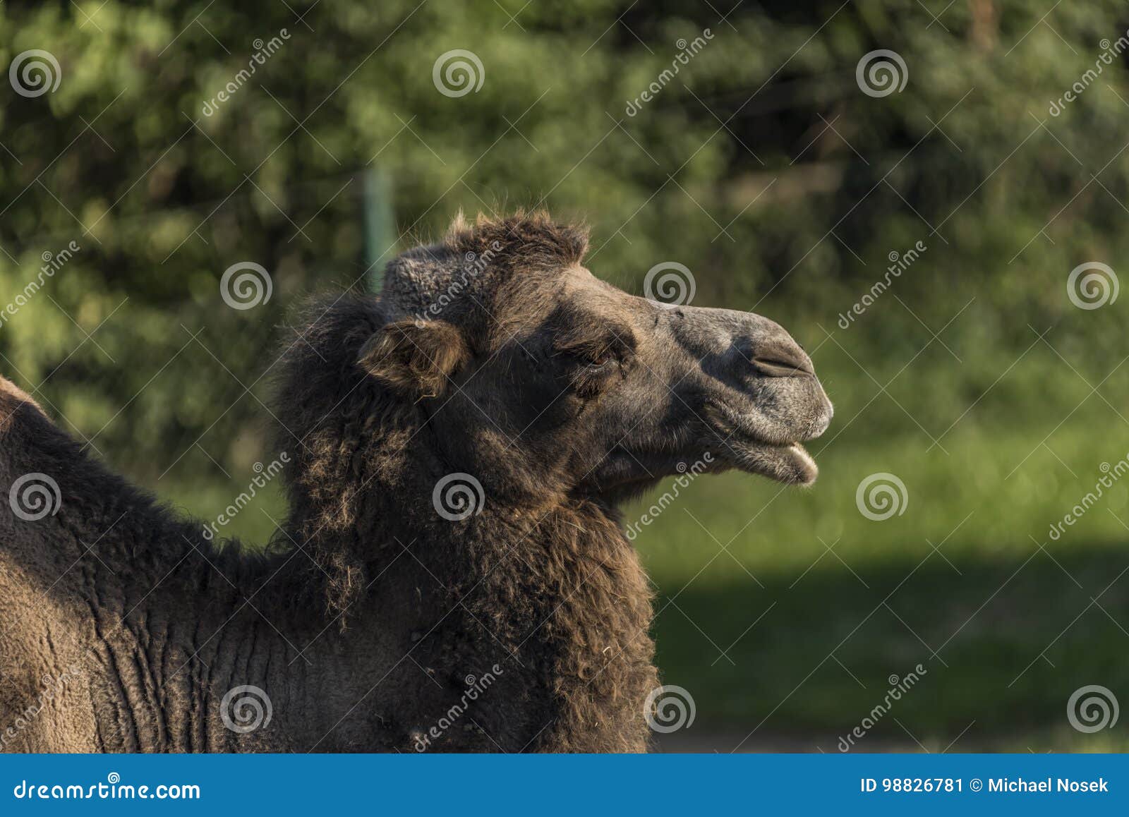 Camel in Green Grass on Sand Place Stock Image - Image of funny, mouth ...
