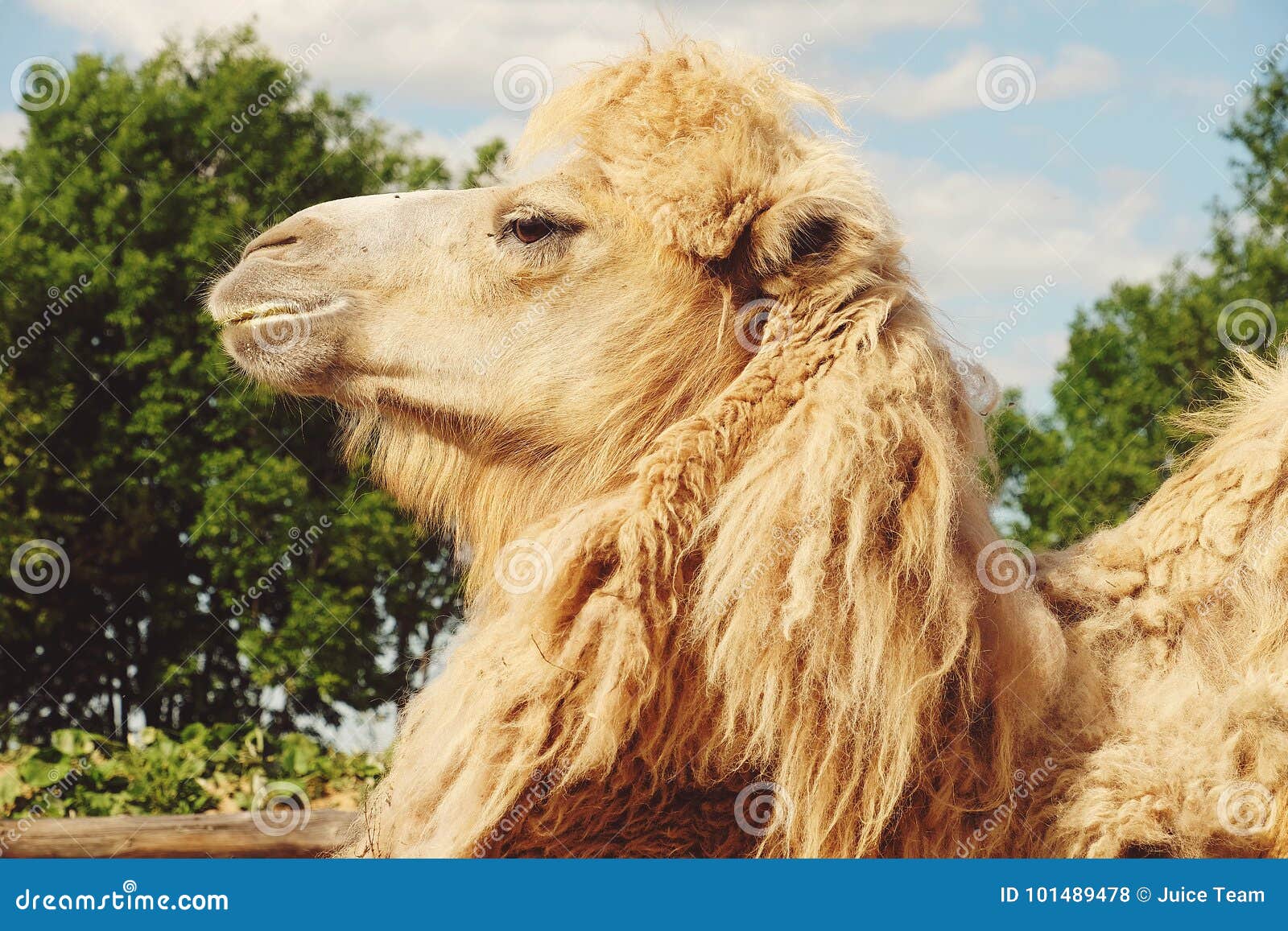 Camel on Green Grass, Summer Stock Photo - Image of green, camel: 101489478