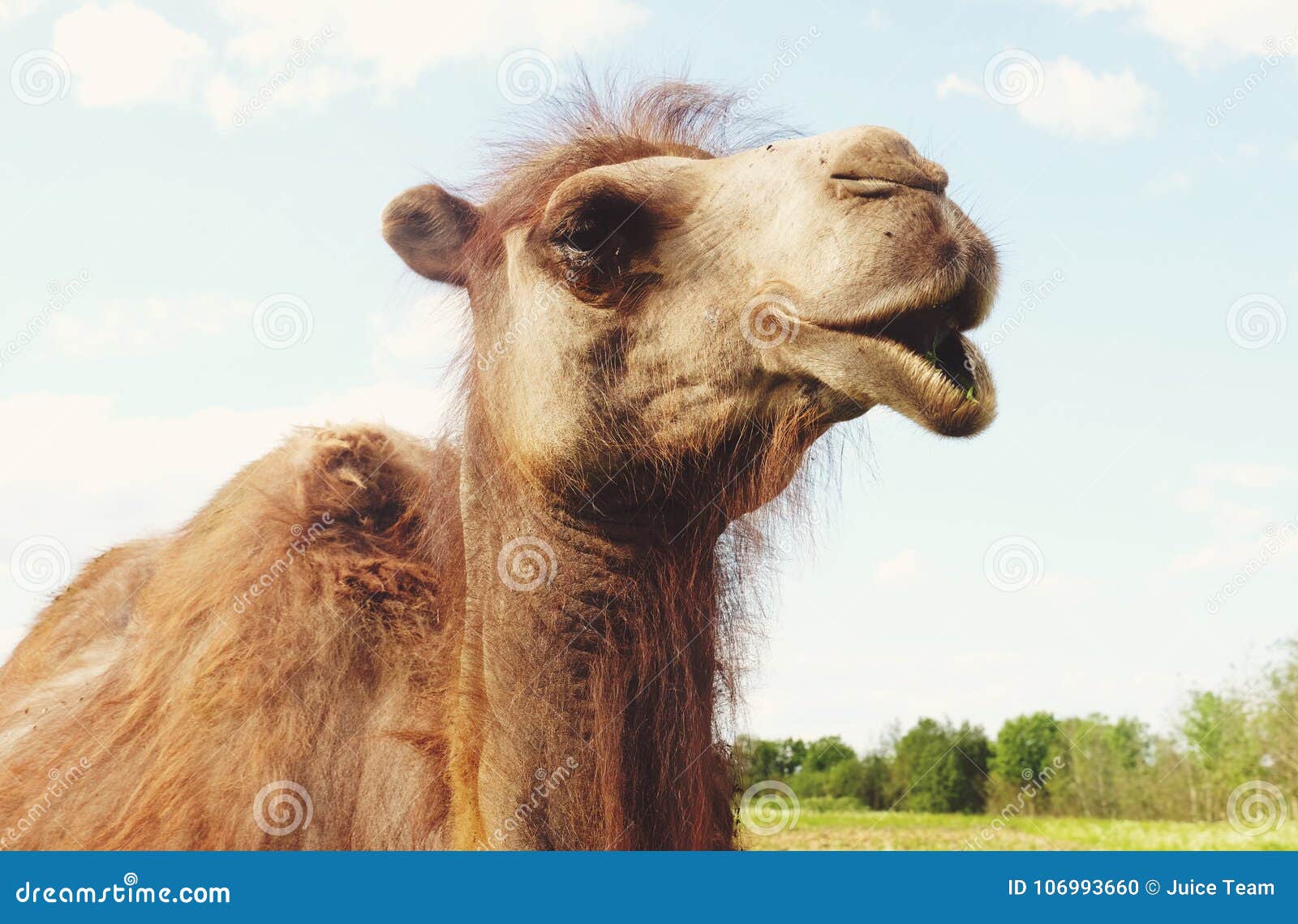 Camel on Green Grass, Summer Stock Photo - Image of grass, mammal ...