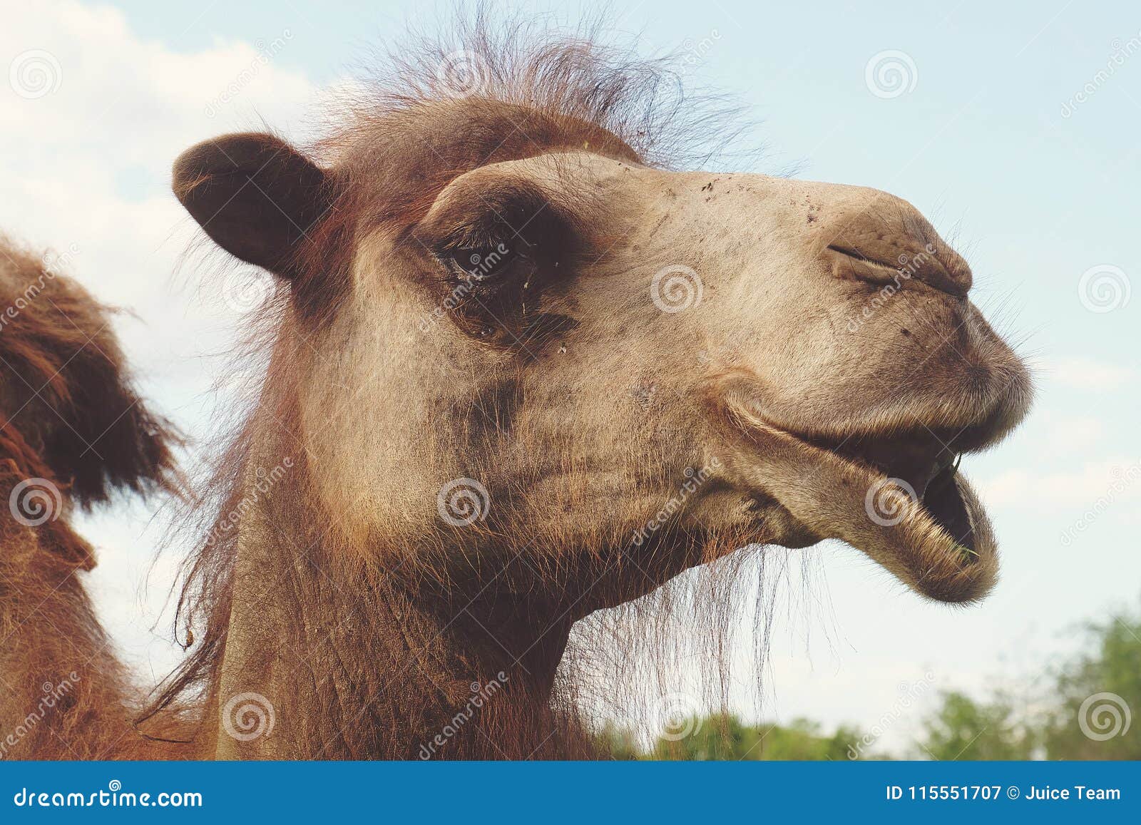 Camel on Green Grass, Summer Stock Image - Image of bactrianus, desert ...