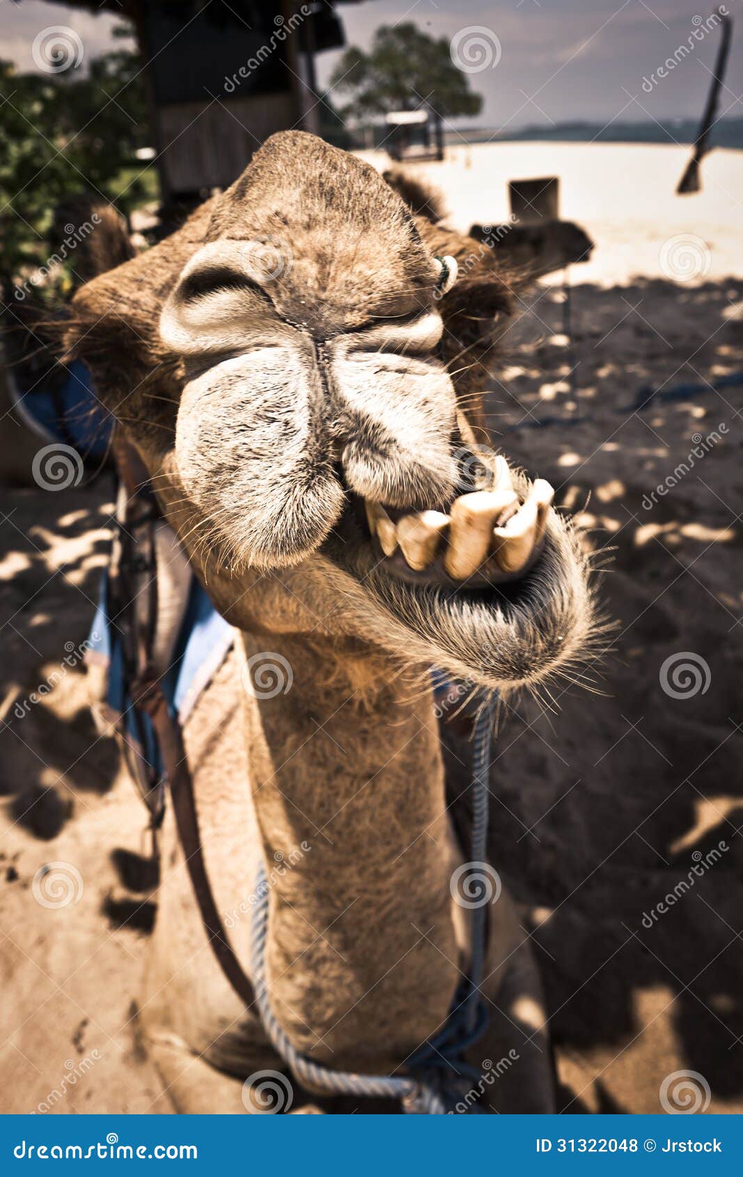 Funny Grinding Japanese Beard Bald Man Portrait Topless In Nature ...