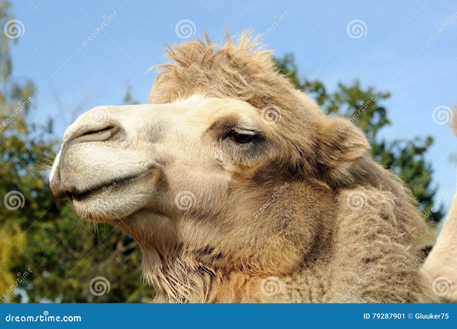 Camel stock image. Image of portrait, full, nature, muzzle - 79287901