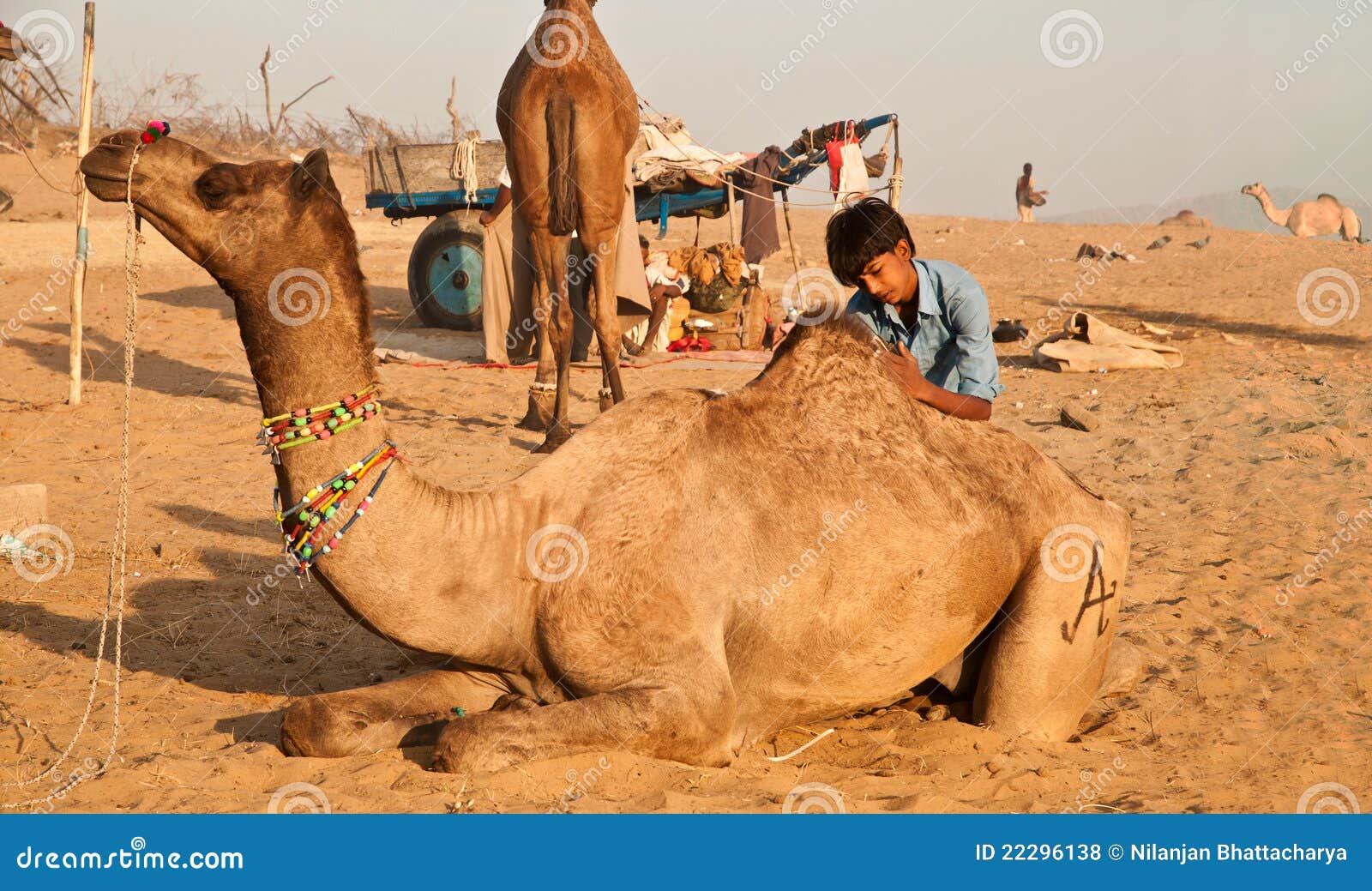 Camel grooming at Pushkar editorial stock photo. Image of nomad - 22296138