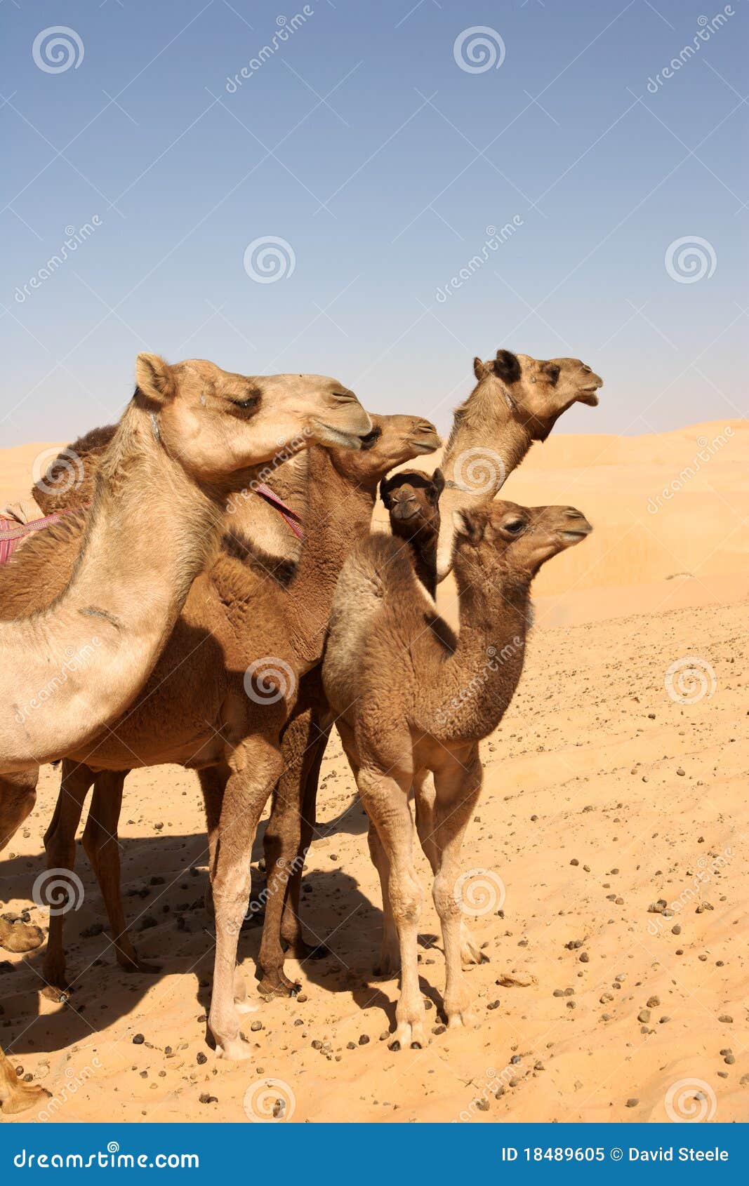 Camel Group stock image. Image of yemen, middle, arabian - 18489605