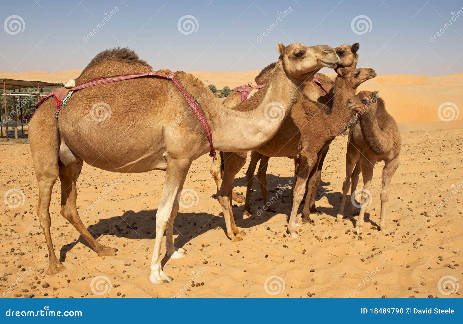 Camel Group stock photo. Image of farm, nature, liwa - 18489790