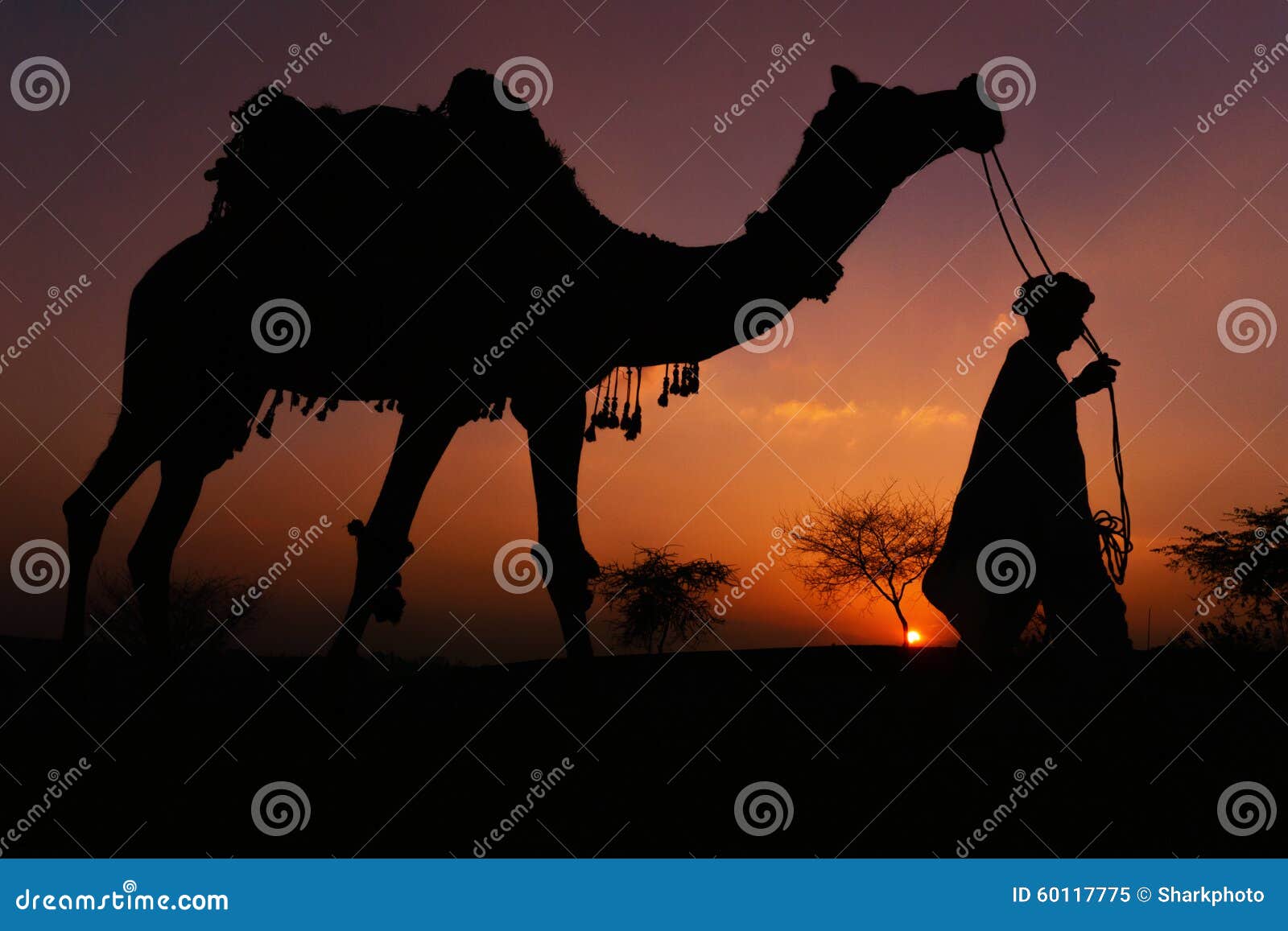 Camel Guard in Puskhar, India Editorial Image - Image of sunsets ...
