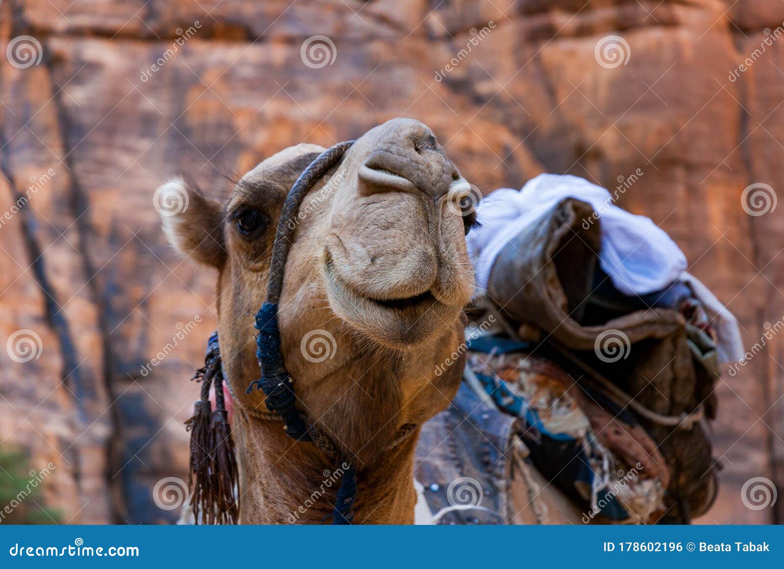 Camel from Guelte D`Archei Oasis in Chad. Stock Photo - Image of ...