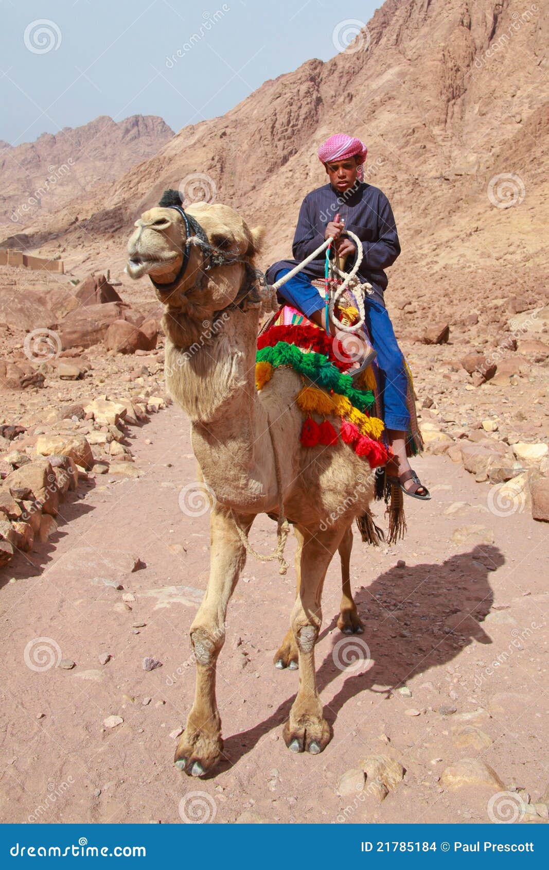 Camel guide editorial stock image. Image of mammal, bedouin - 21785184