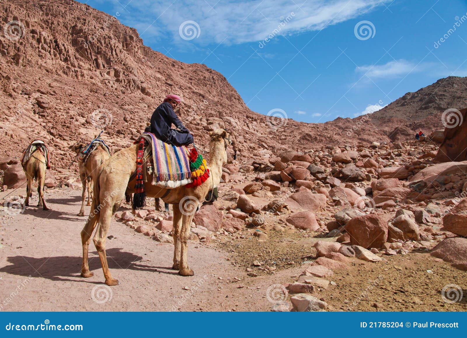 Camel guide editorial stock image. Image of pilgrim, mountain - 21785204