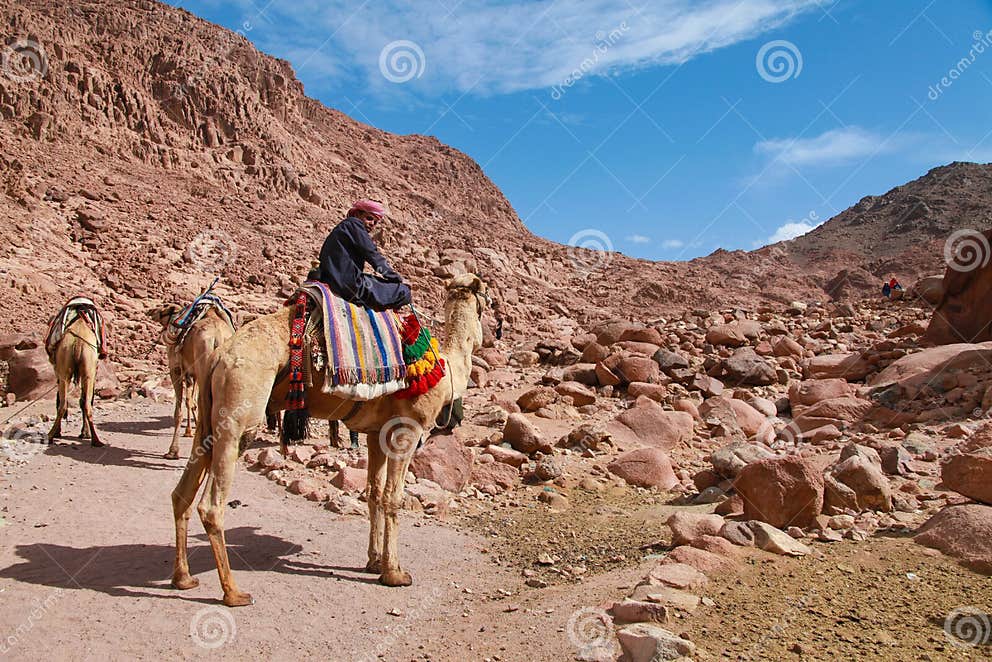 Camel guide editorial stock image. Image of pilgrim, mountain - 21785204