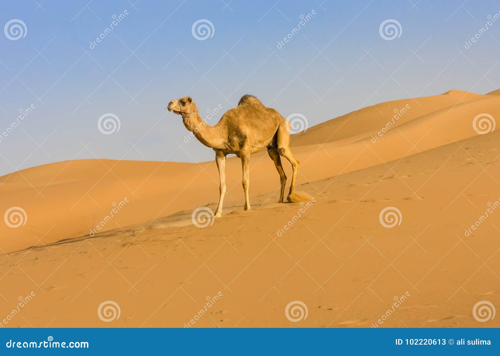 Camel in Gulf desert stock image. Image of region, qatar - 102220613