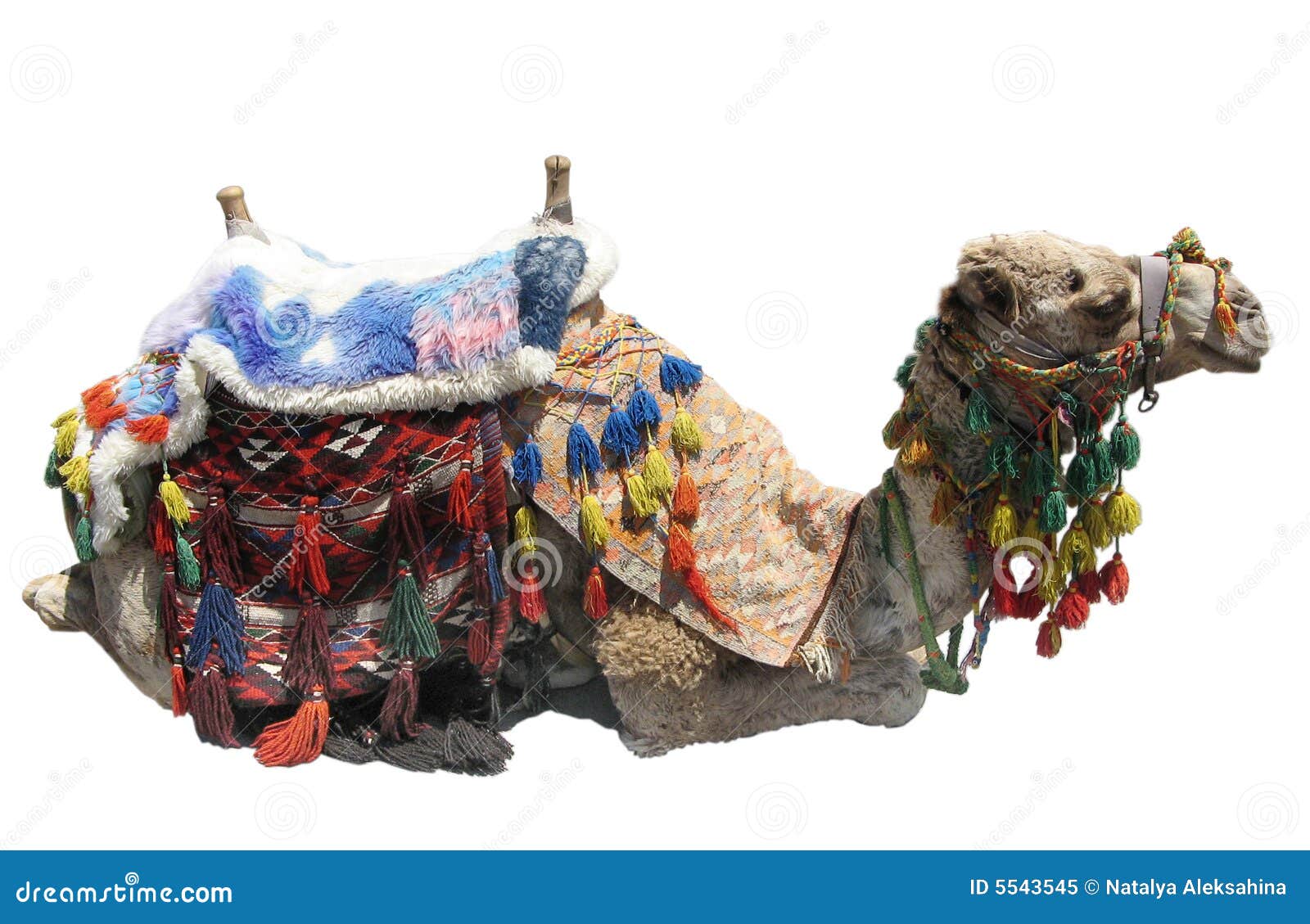 Camel In Harness Royalty Free Stock Photo - Image: 5543545