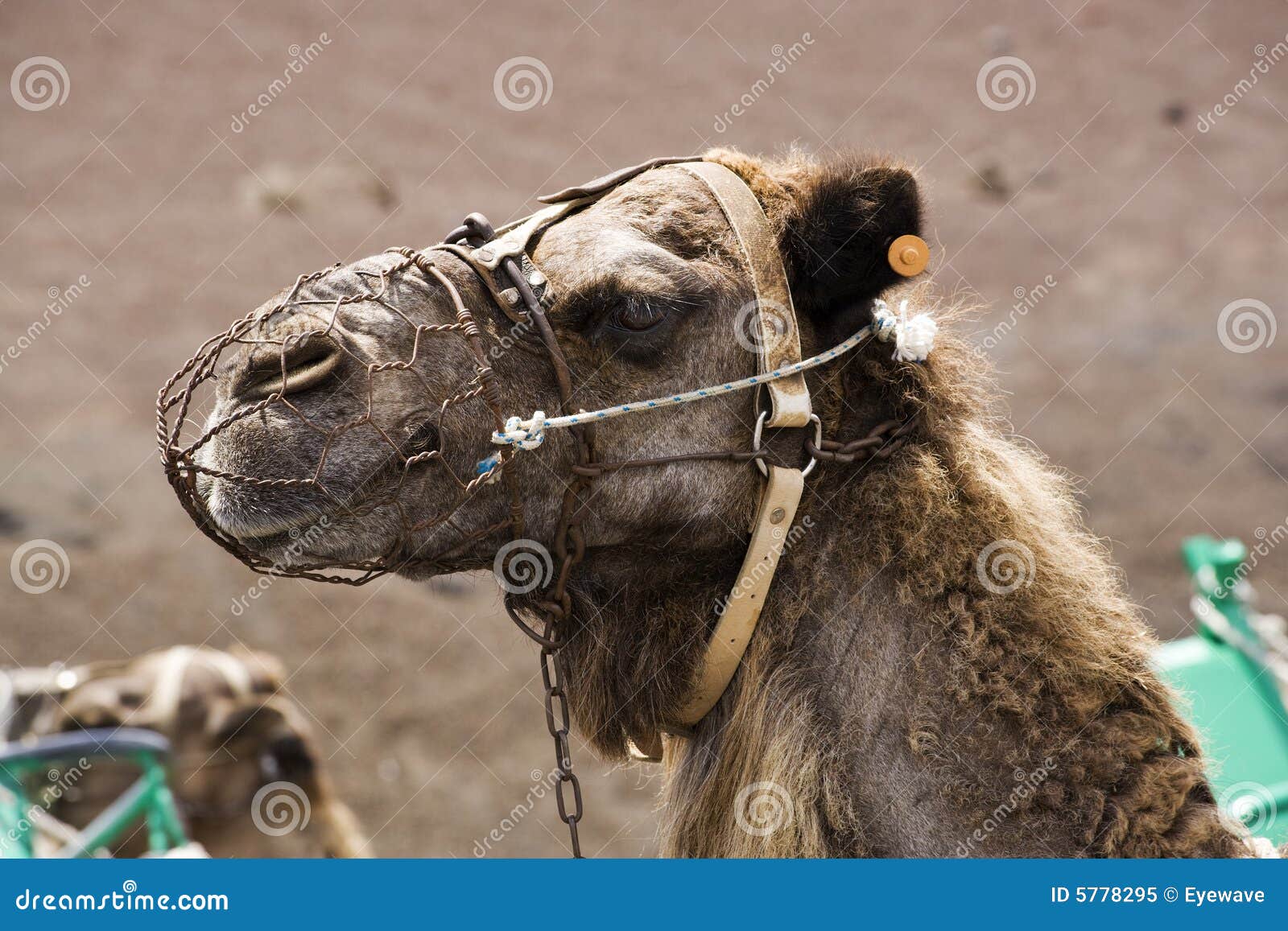 Camel with harness stock image. Image of recreational - 5778295
