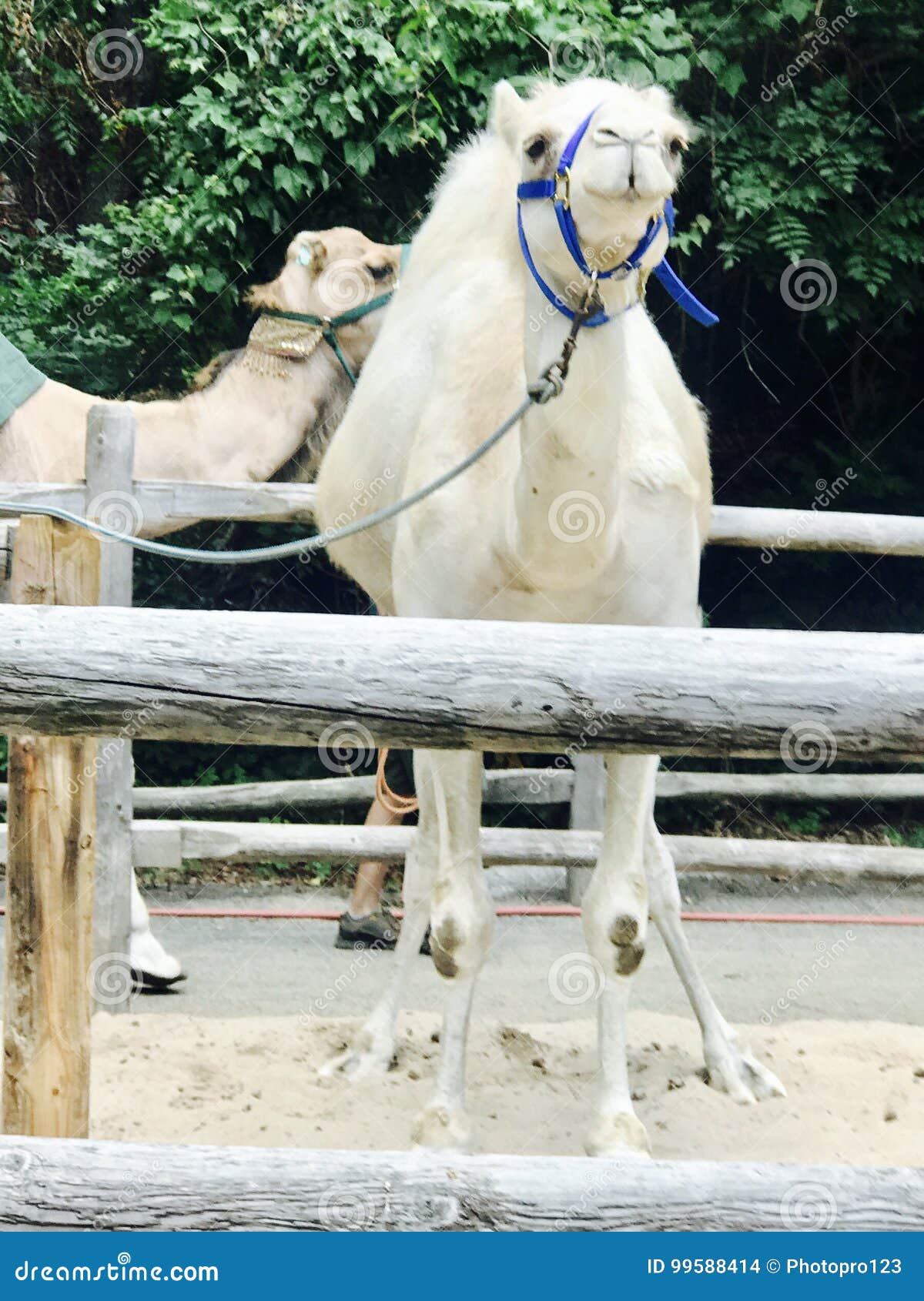Camel with Harness at a Zoo Stock Photo - Image of blue, ride: 99588414