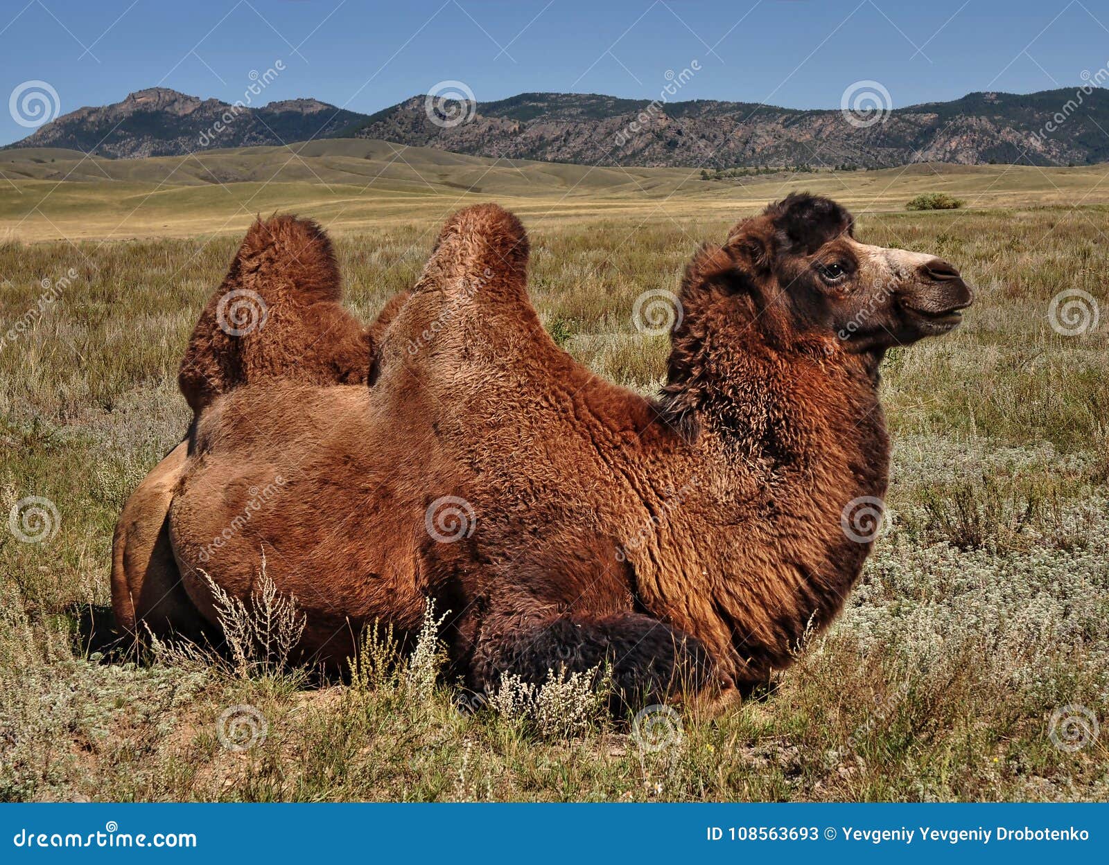 The Camel Has a Rest in the Steppe. Stock Image - Image of mammal, asia ...