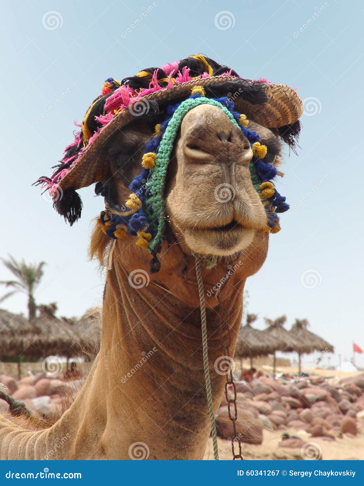 Camel in hat stock image. Image of desert, ruminant, joke - 60341267