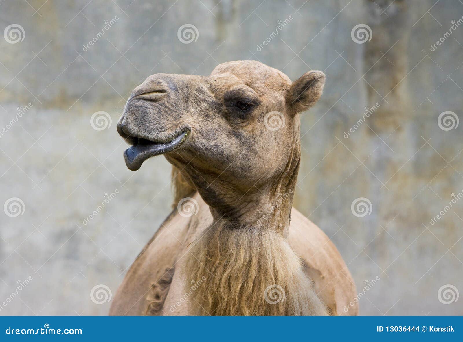Camel head stock photo. Image of dromedary, animal, yellow - 13036444