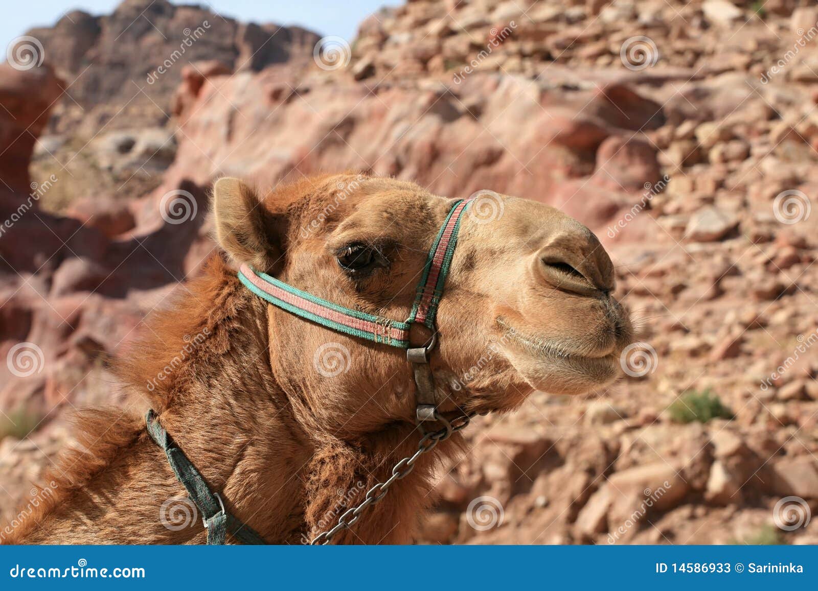 Camel head stock image. Image of ship, desert, petra - 14586933