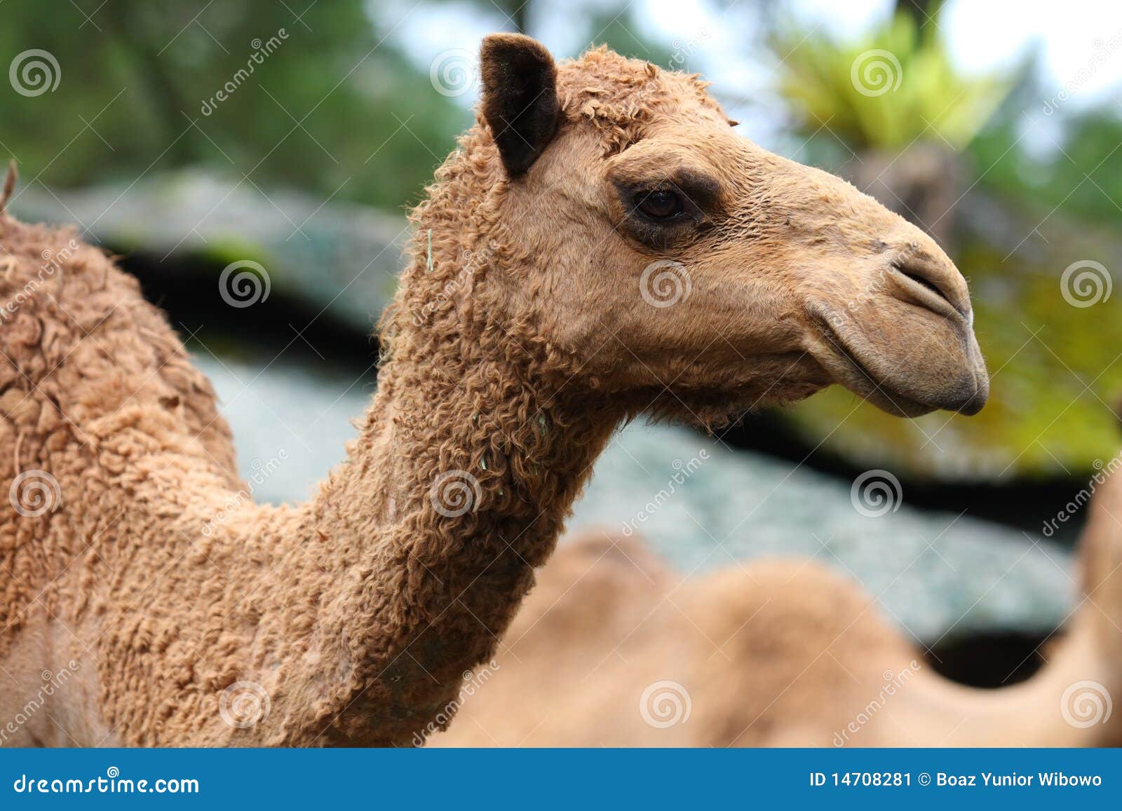 Camel Head stock image. Image of destination, indian - 14708281