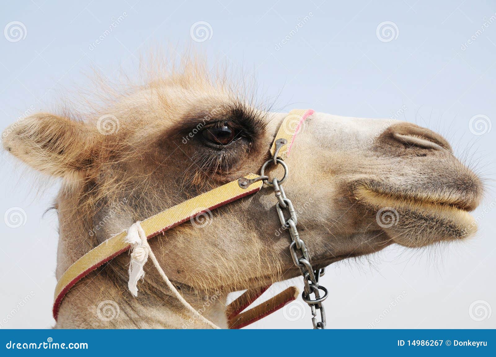 Camel head stock image. Image of animal, mouth, desert - 14986267