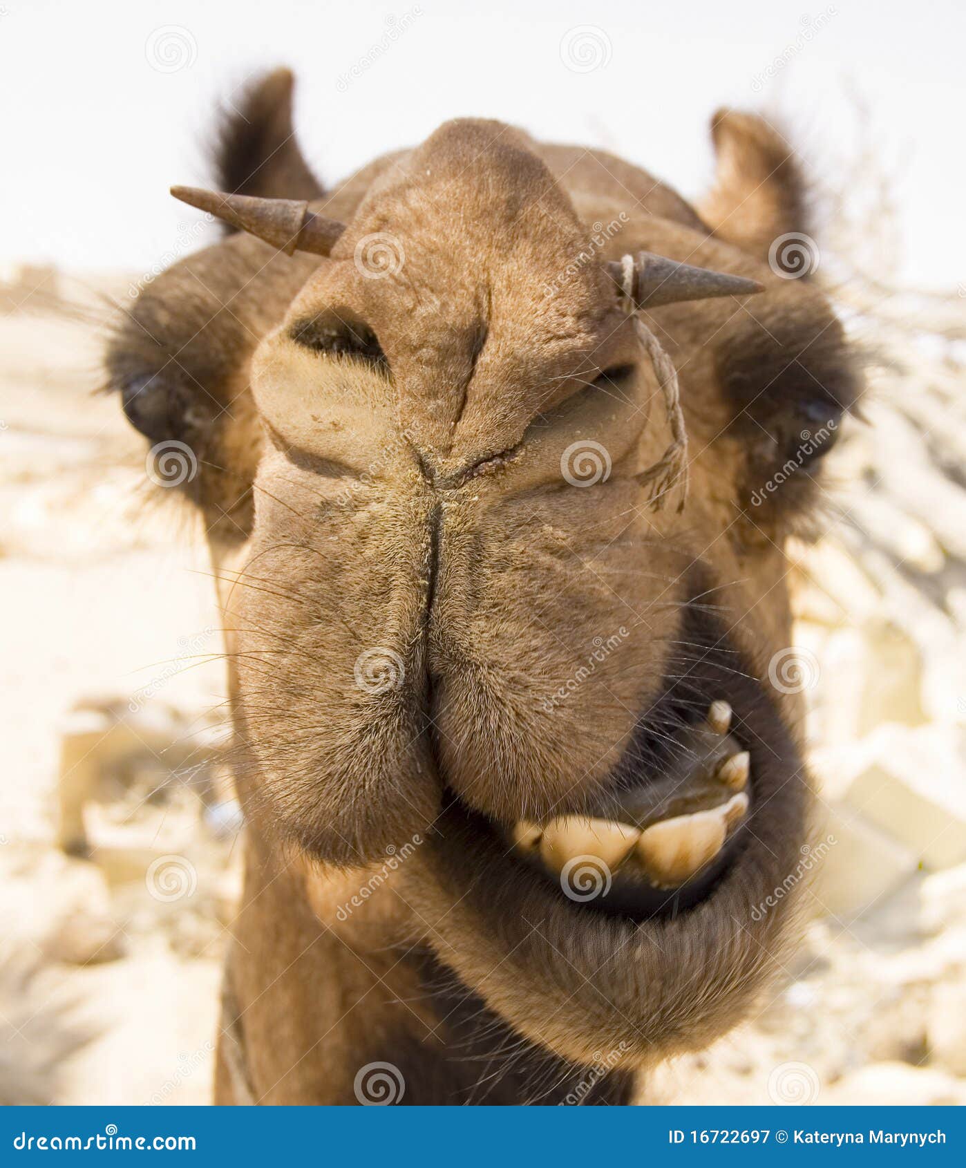 Camel Head stock image. Image of summer, transportation - 16722697