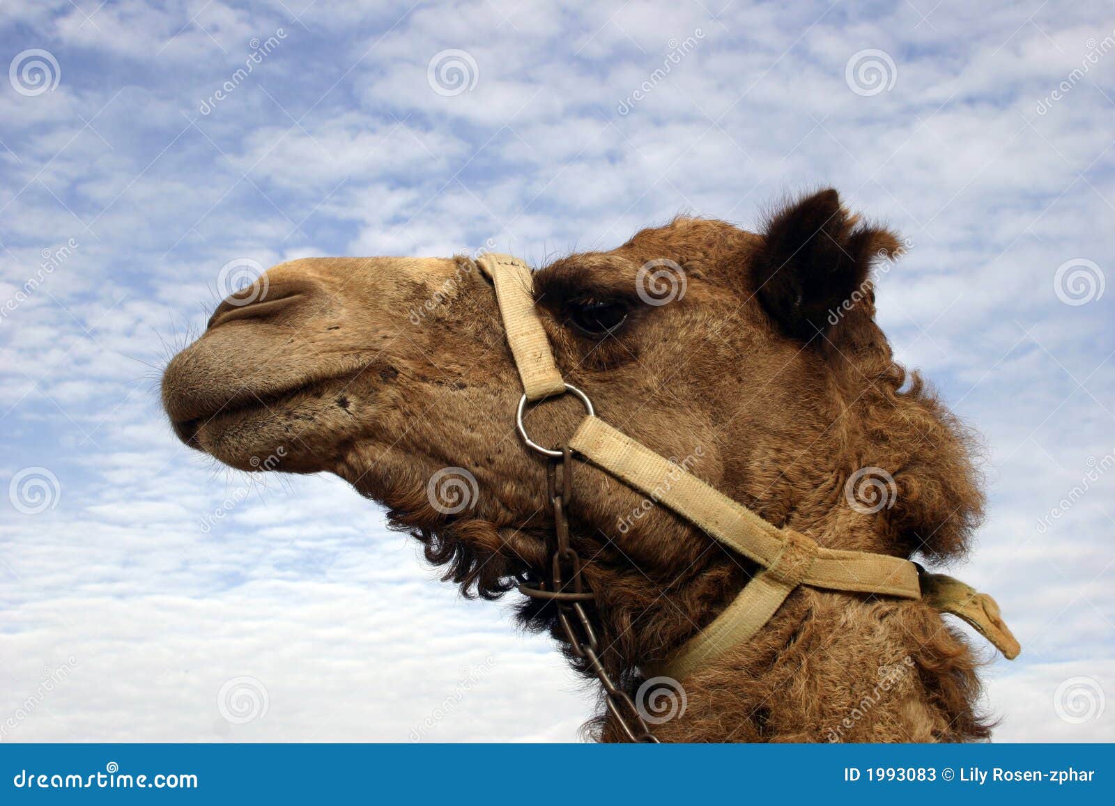 Camel head stock image. Image of tour, wildness, riding - 1993083