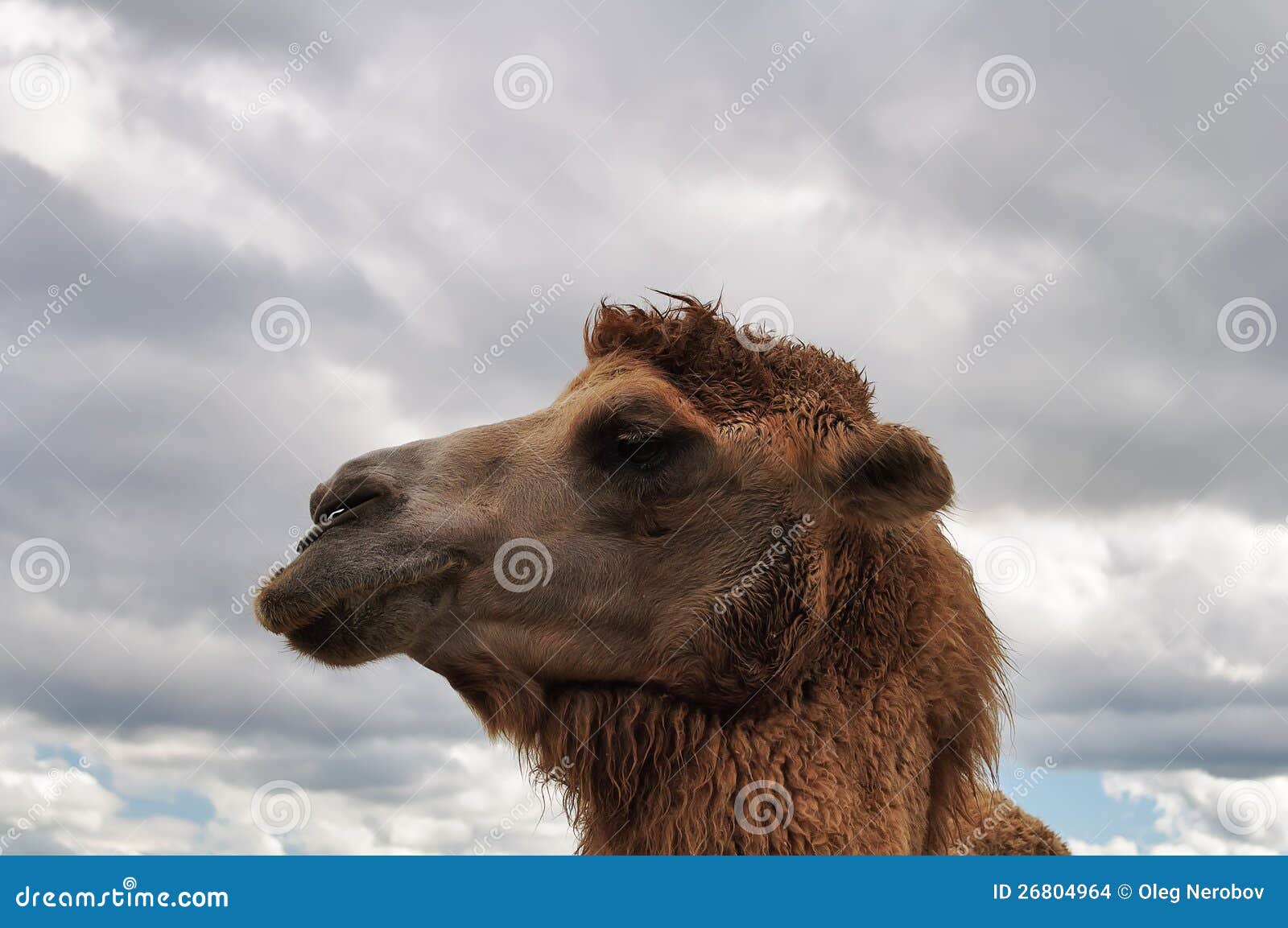 Camel head stock photo. Image of mouth, view, portrait - 26804964