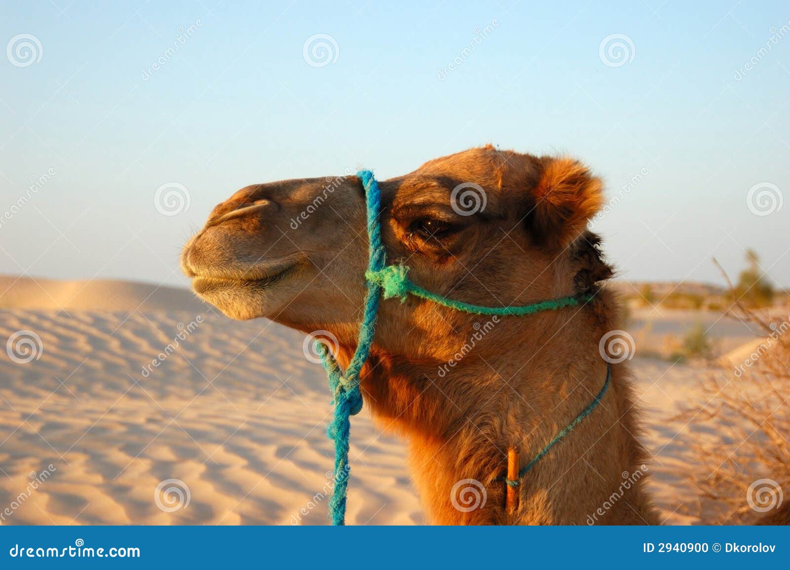 Camel head stock photo. Image of harness, relaxation, peaceful - 2940900